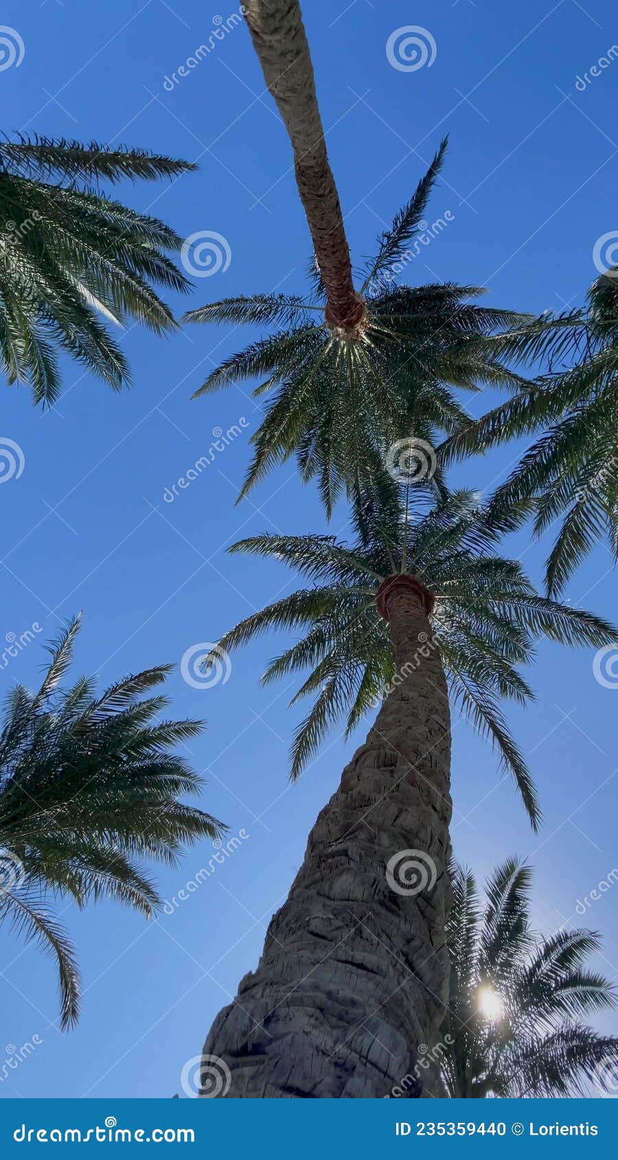 A back view of palm trees stock photo. Image of abstract - 235359440