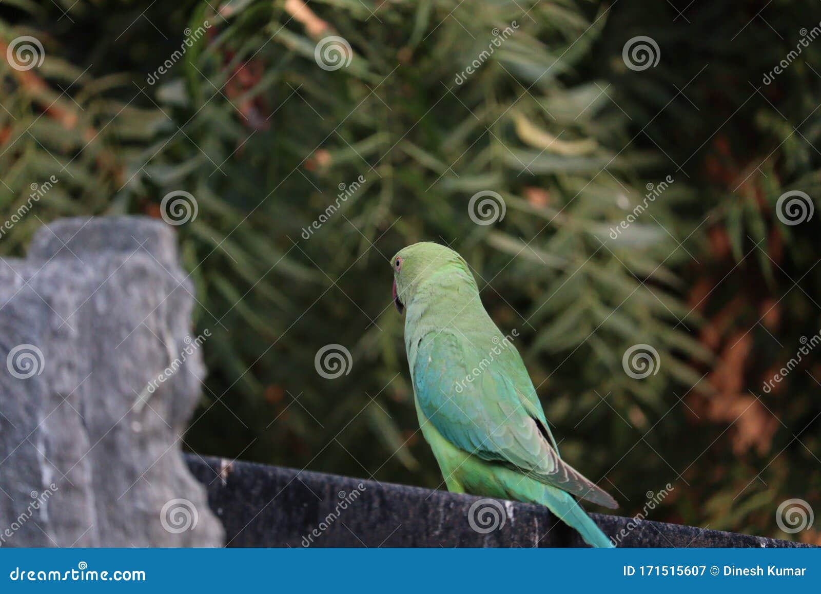 Back View of Parrot on Iron Rod Stock Image - Image of eating, meadow ...