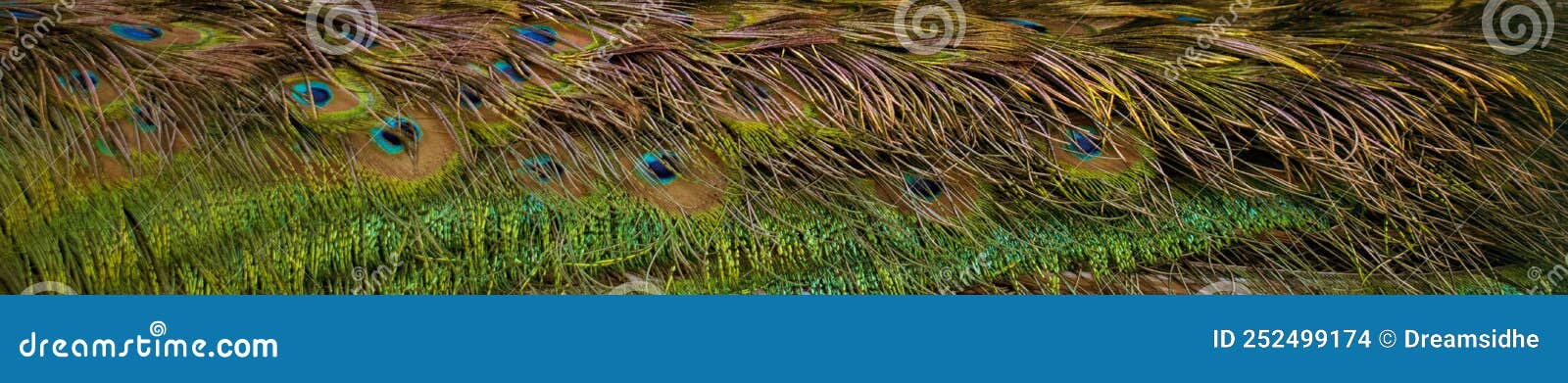 Back View of the Peacock Bird. Peacock Tail Stock Photo - Image of bird ...