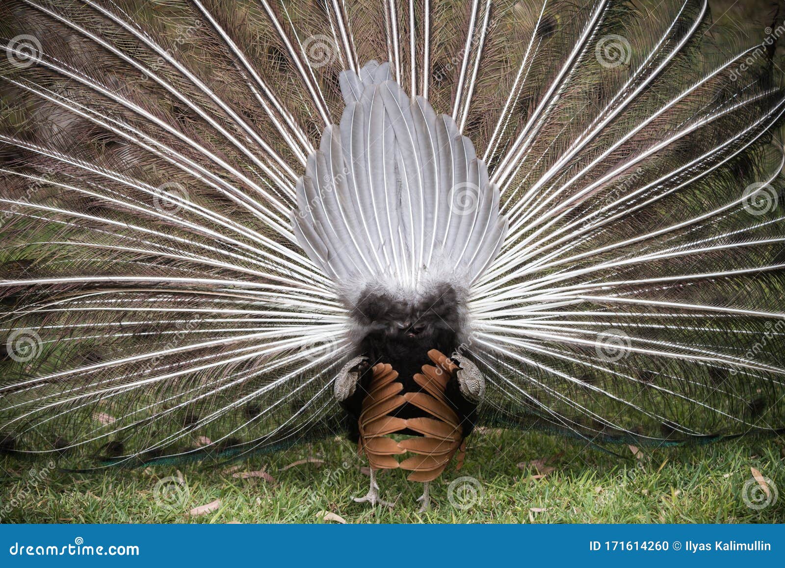 Back View of Peacock with Erected Tail Stock Photo - Image of erected ...