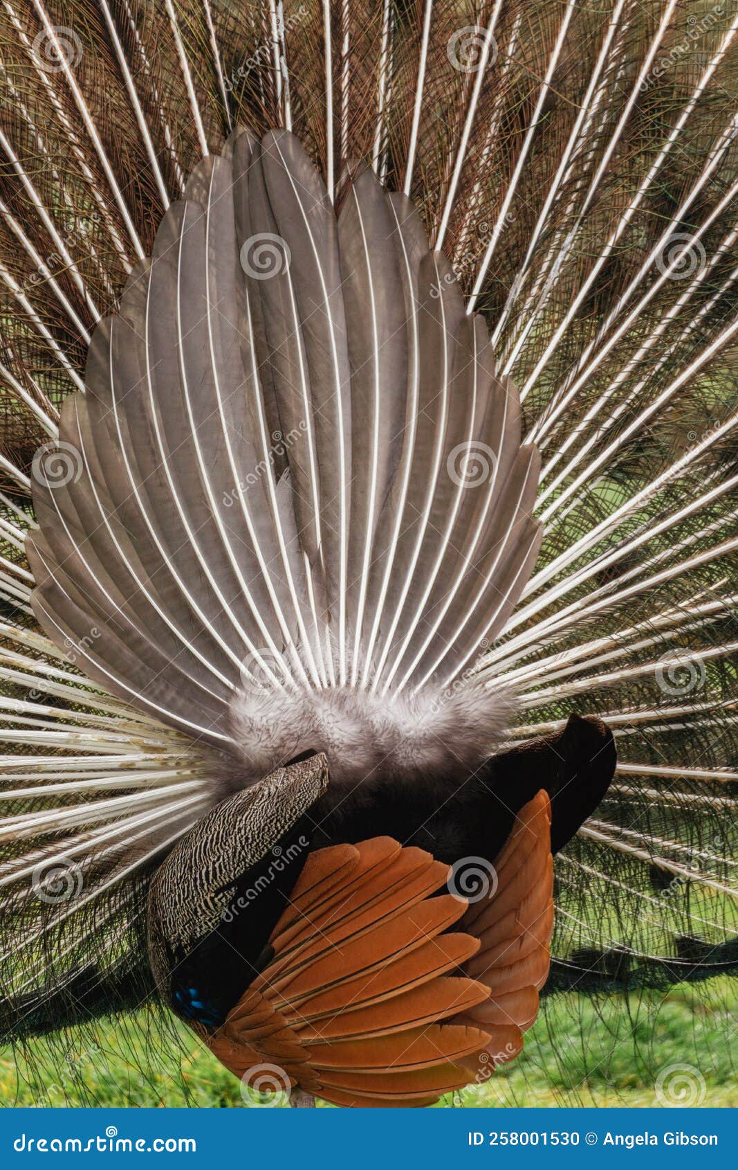 Back View of a Peacock stock photo. Image of peafowl - 258001530