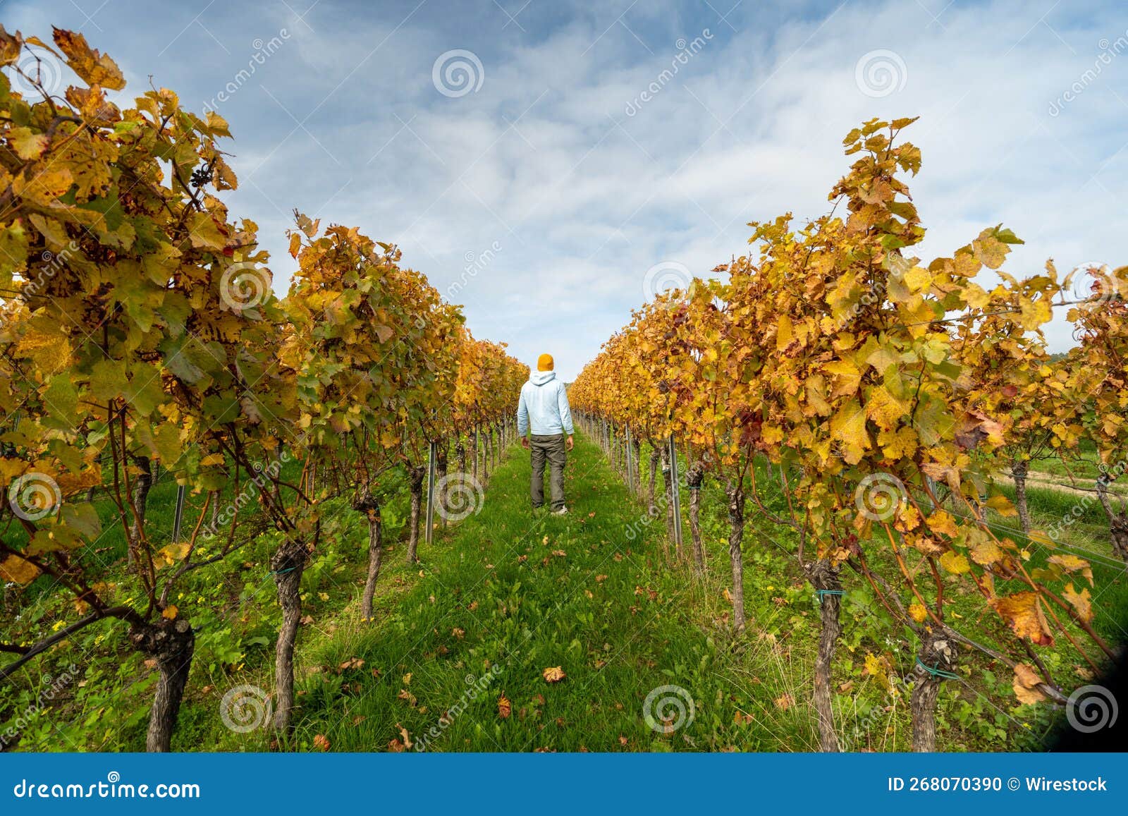 Back View of a Person Walking Down a Garden with Rows of Trees Stock ...
