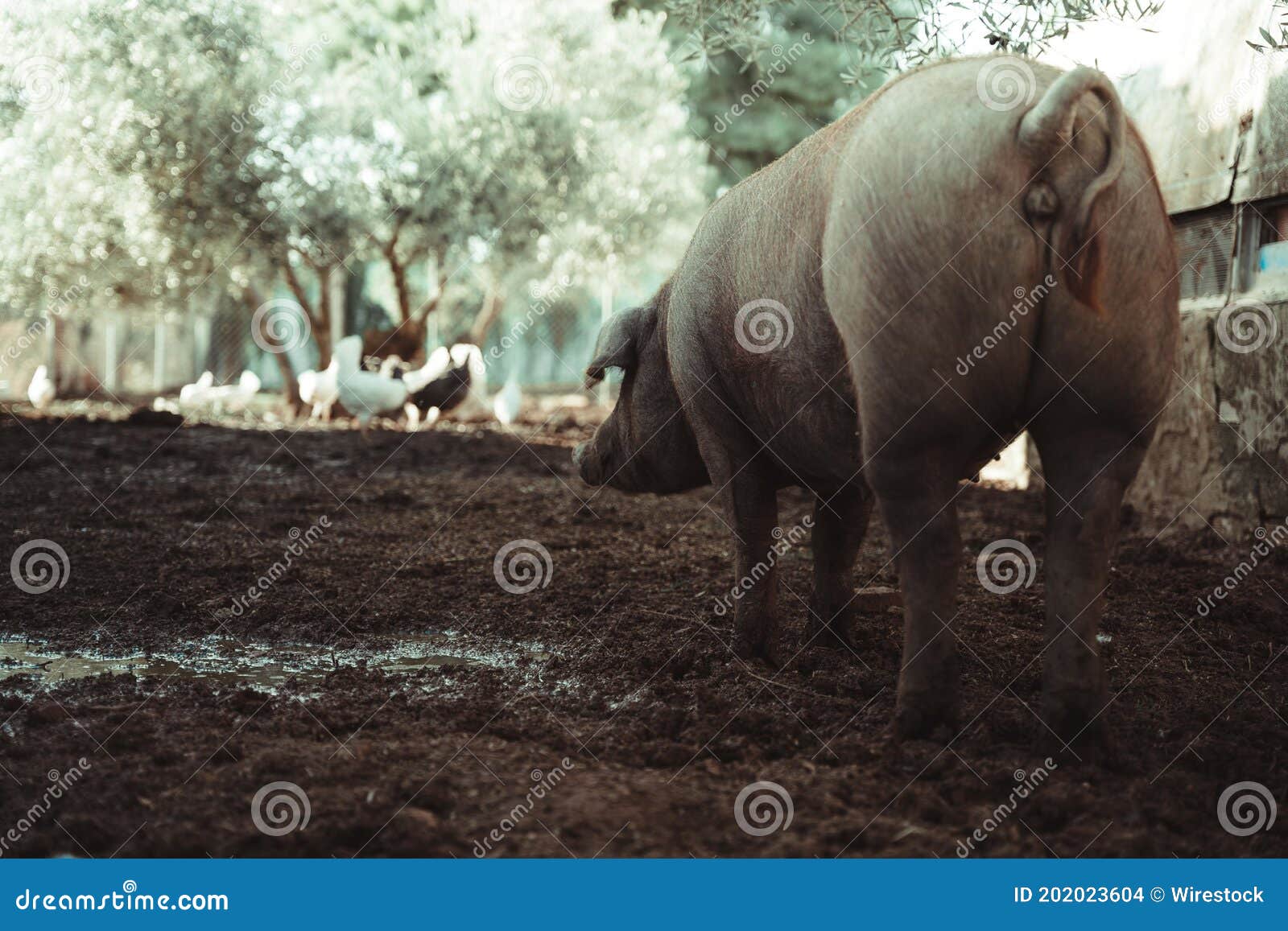 Back View of a Pig in a Farm with Chickens in the Background Stock ...