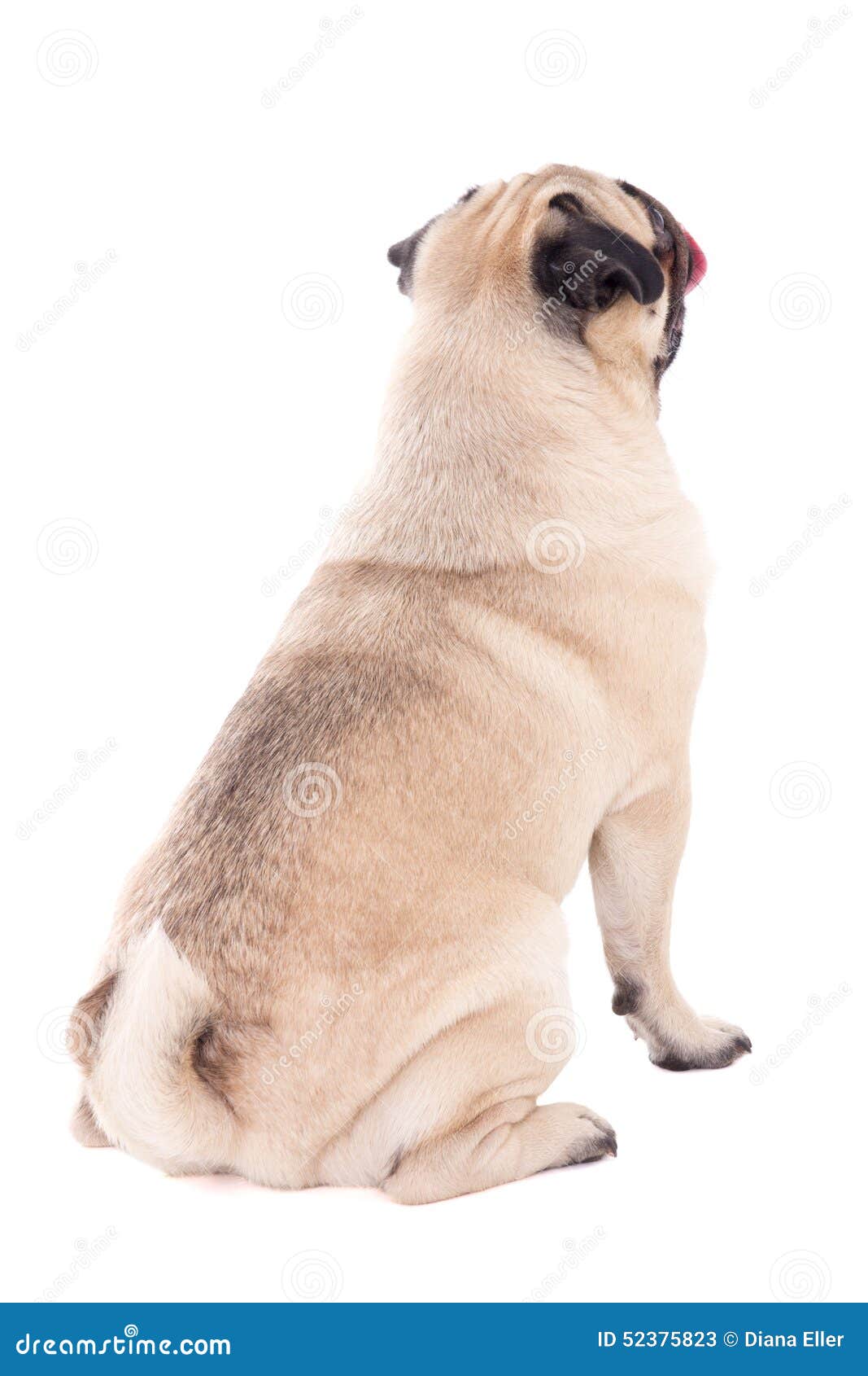 Dogs Sitting Back View