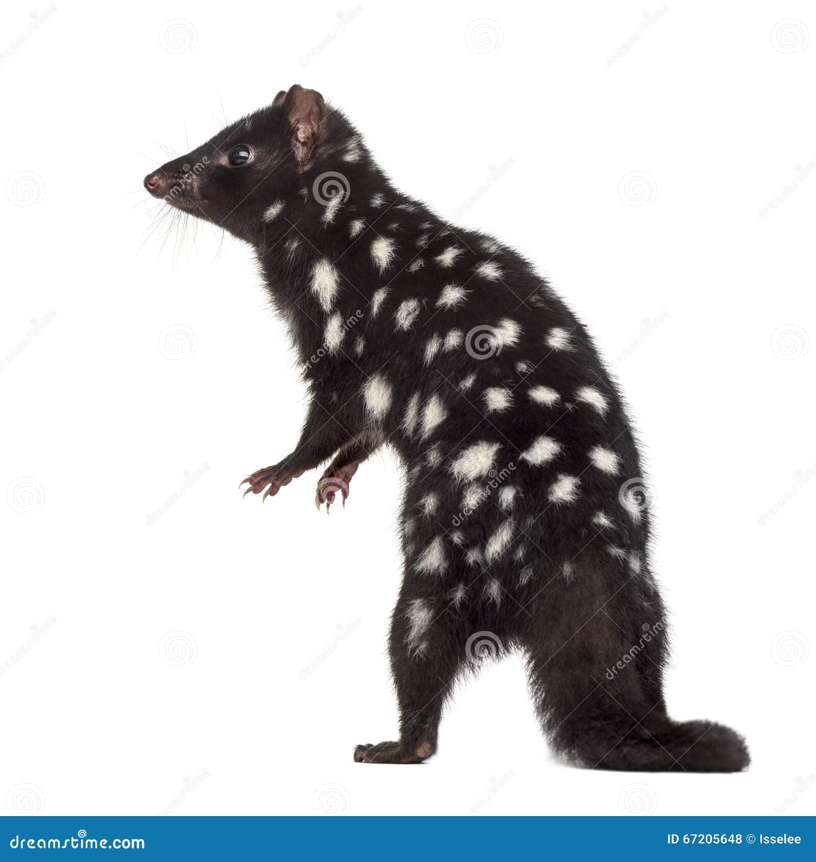 Back View of a Quoll Isolated on White Stock Photo - Image of maculatus ...