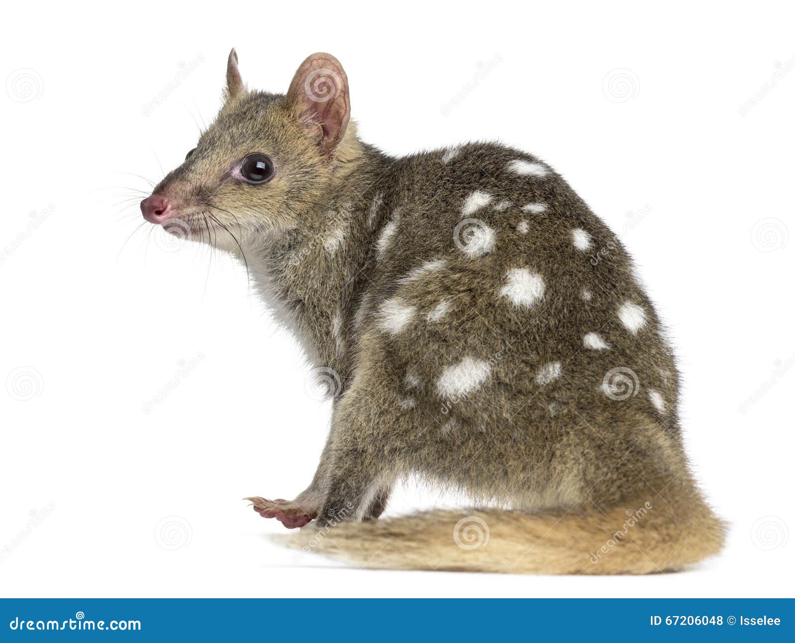 Back View of a Quoll Sitting, Isolated on White Stock Photo - Image of ...