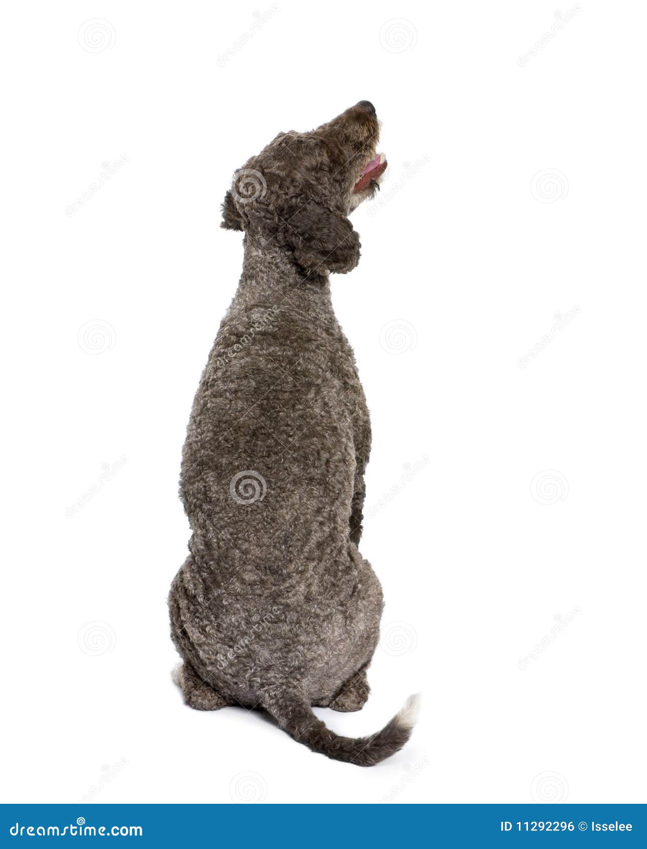 Dogs Sitting Back View