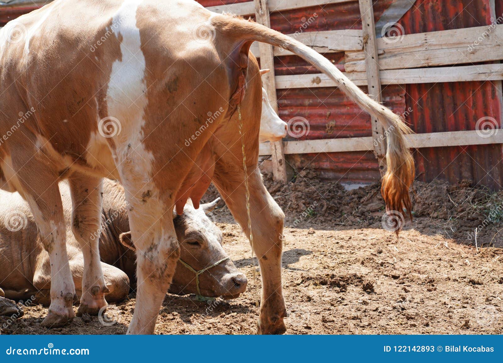 Back View of Red and White Cow Peeing Stock Image - Image of grass ...