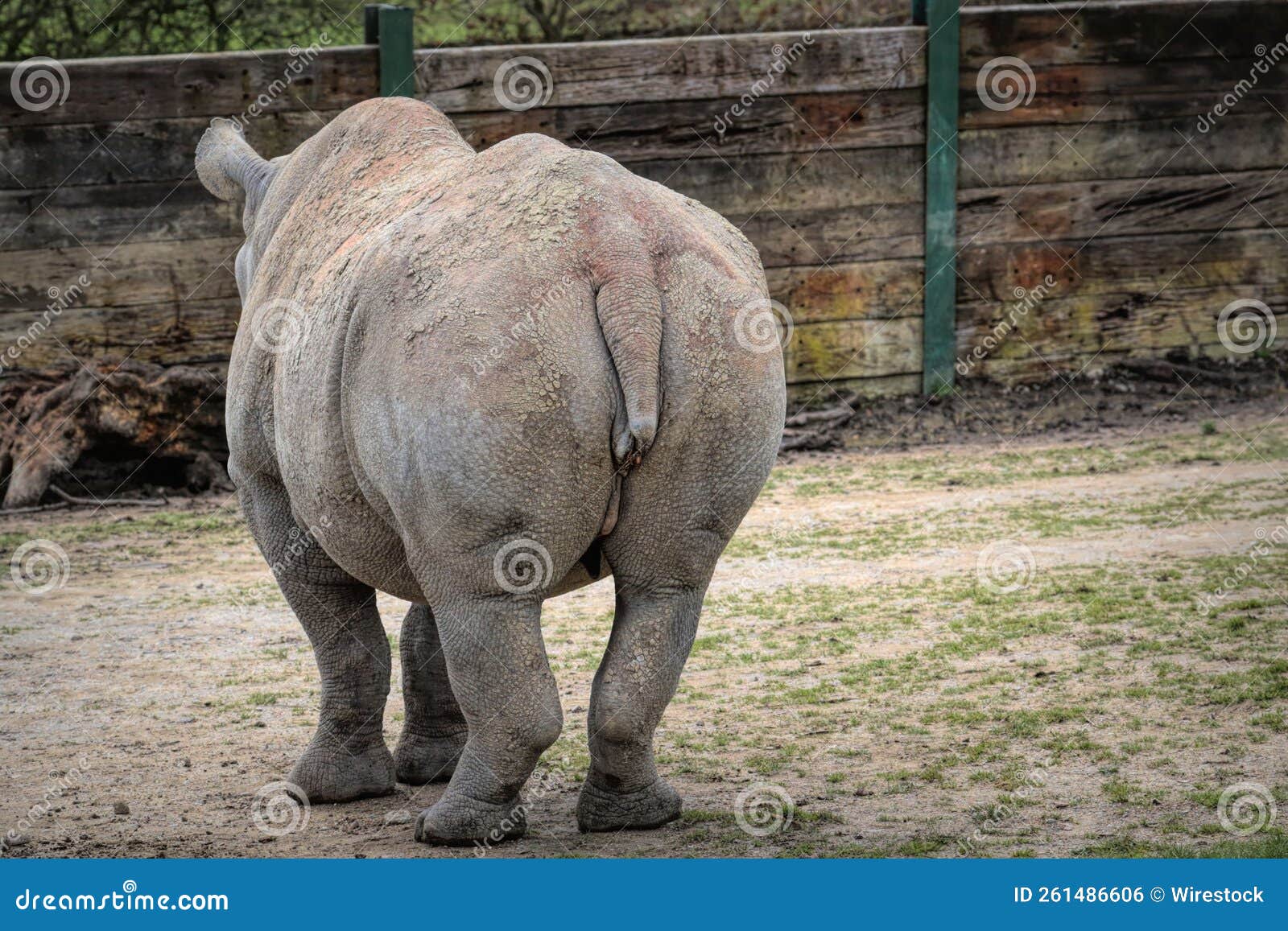 Back View of Rhinoceros Standing on Sandy Ground Stock Photo - Image of ...
