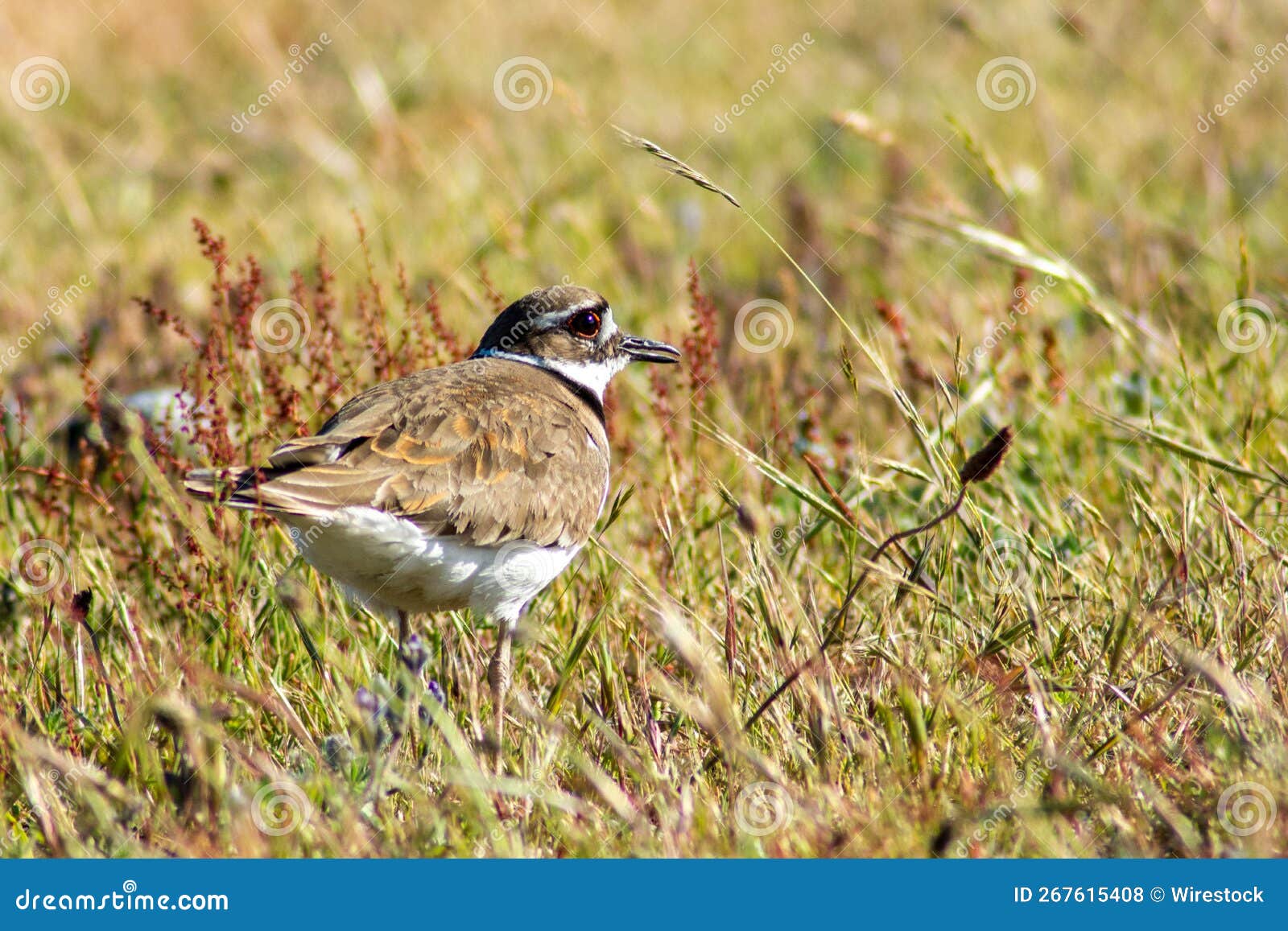 Back View of Ringed Plover Standing in Grassland Stock Photo - Image of ...