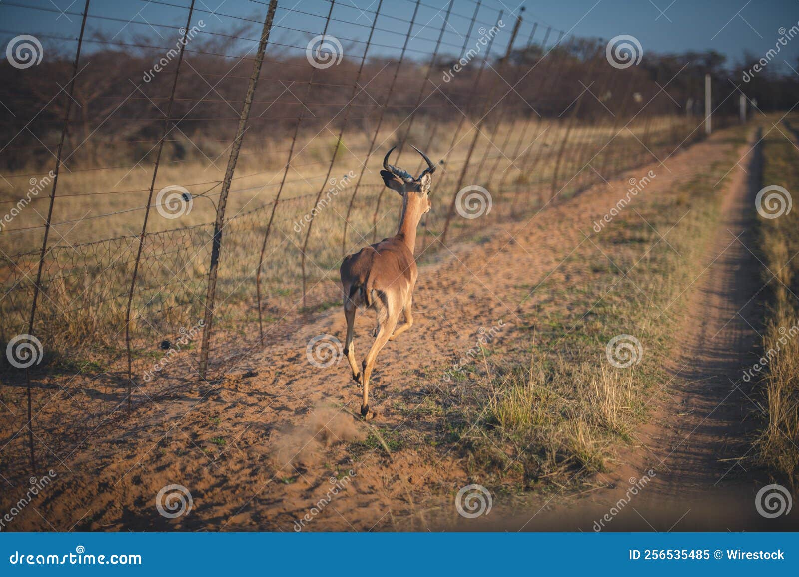 Back View of a Running Antelope Stock Image - Image of brown, wild ...