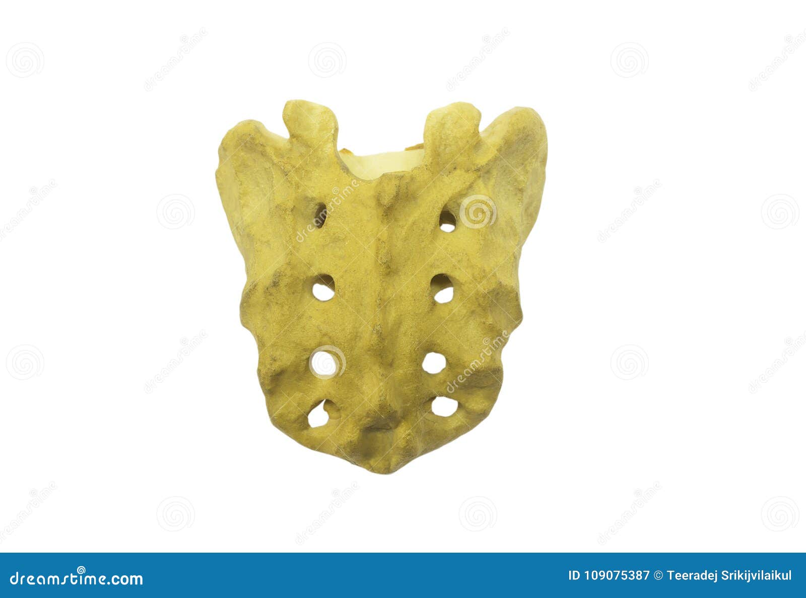 Back View of Sacrum Bone Model on White Background Stock Image - Image ...