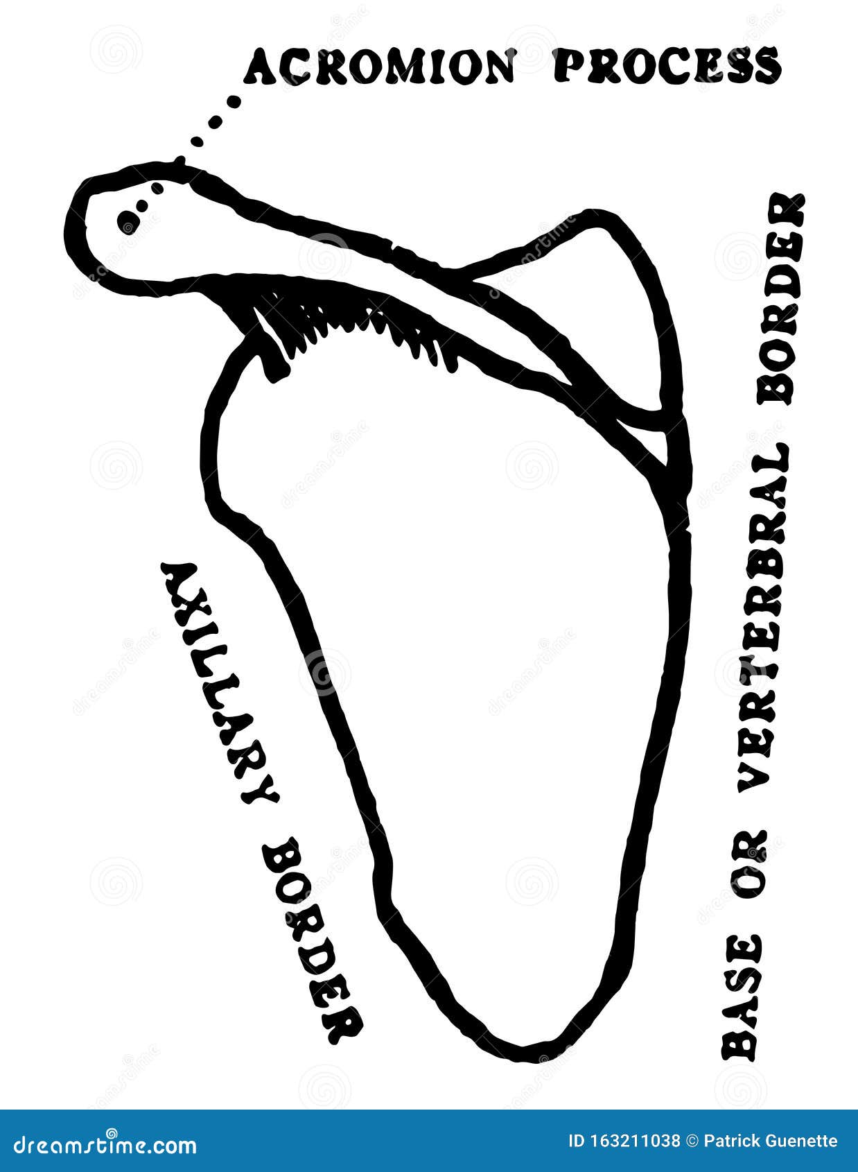 Back View of Scapula, Vintage Illustration Stock Vector - Illustration ...