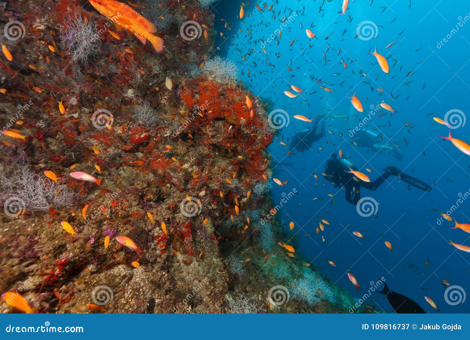 Group of Scuba Divers Exploring Coral Reef Stock Image - Image of ...