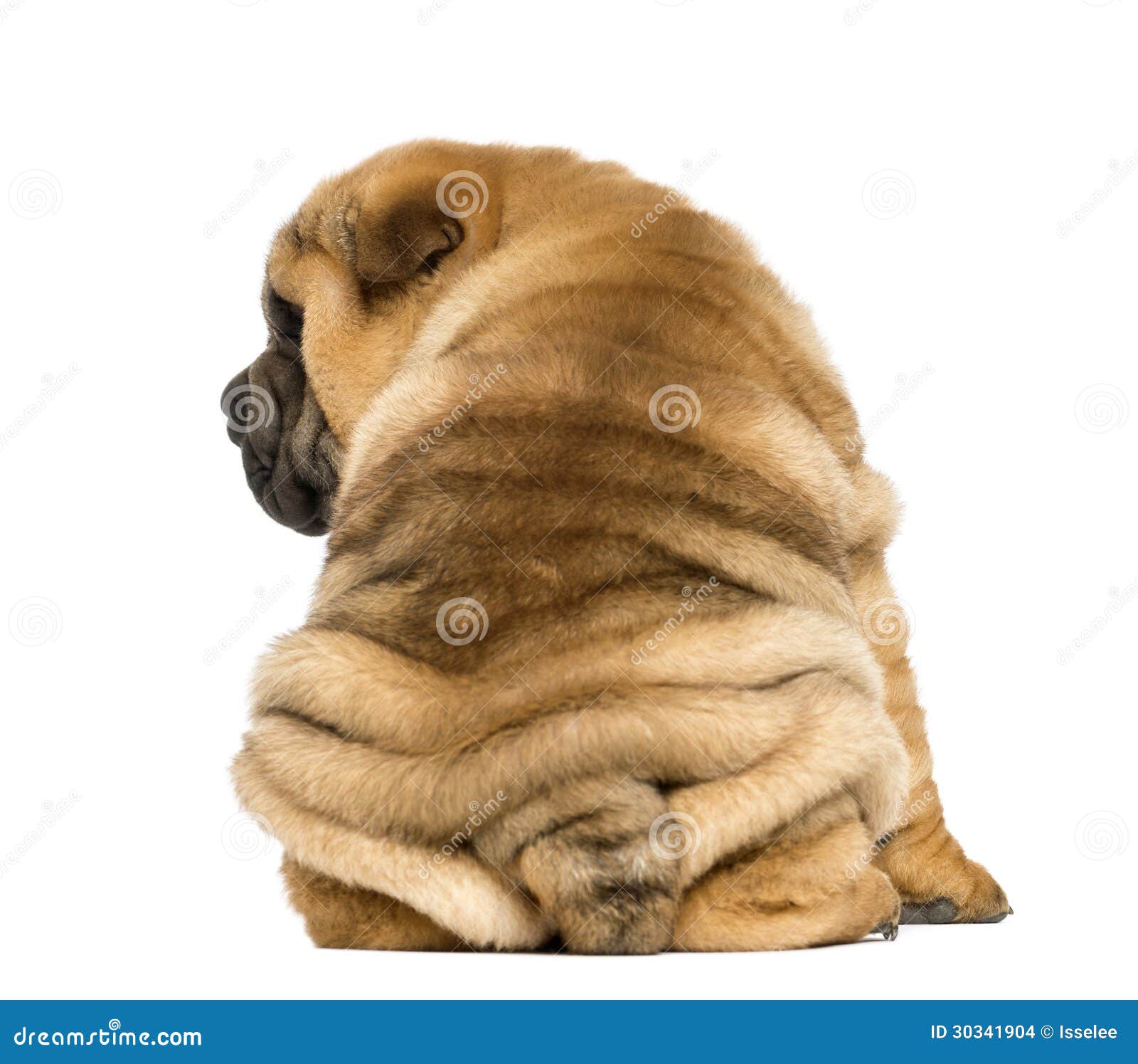 Dogs Sitting Back View