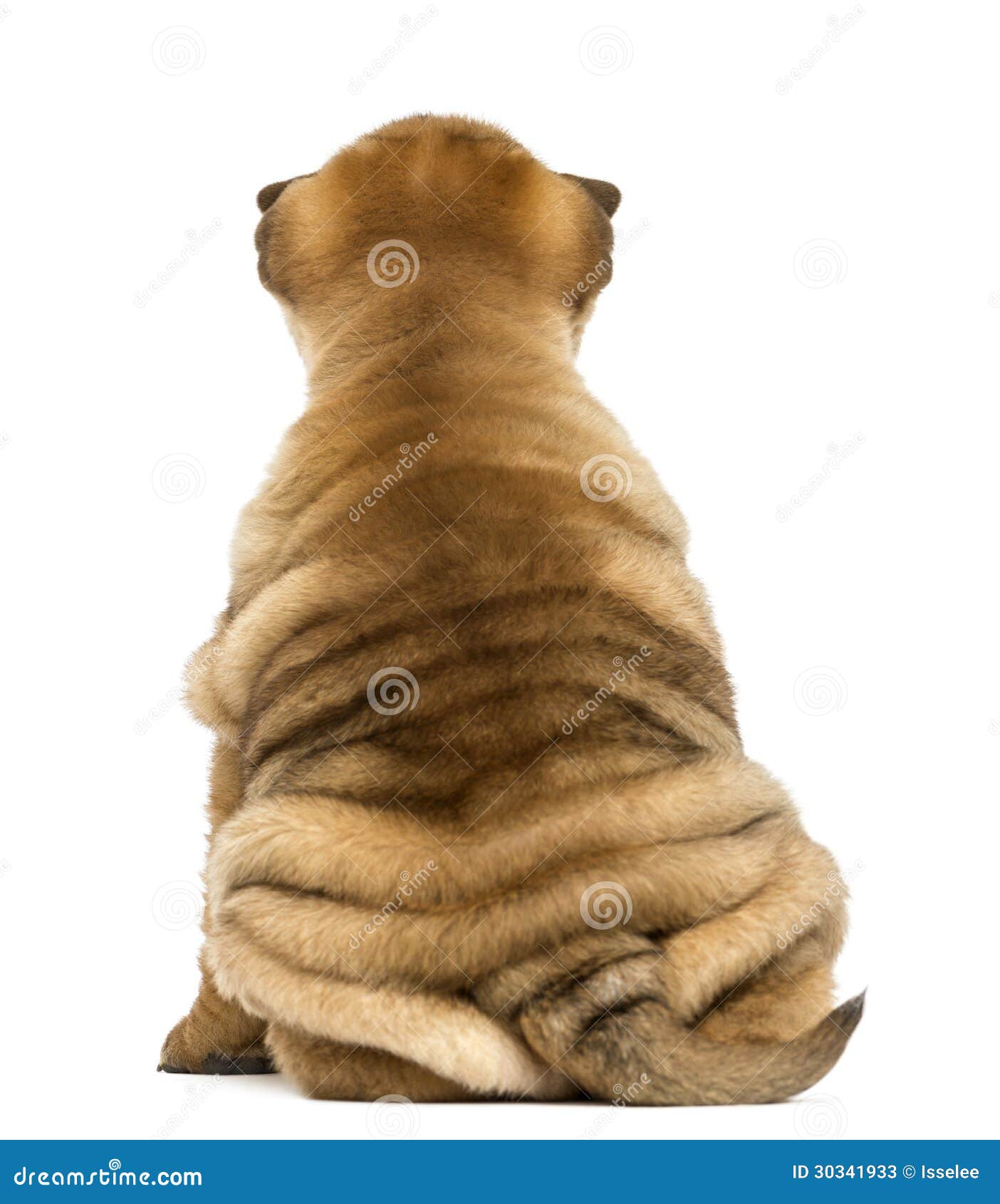 Back View of a Shar Pei Puppy Sitting (11 Weeks Old) Isolated on Stock ...