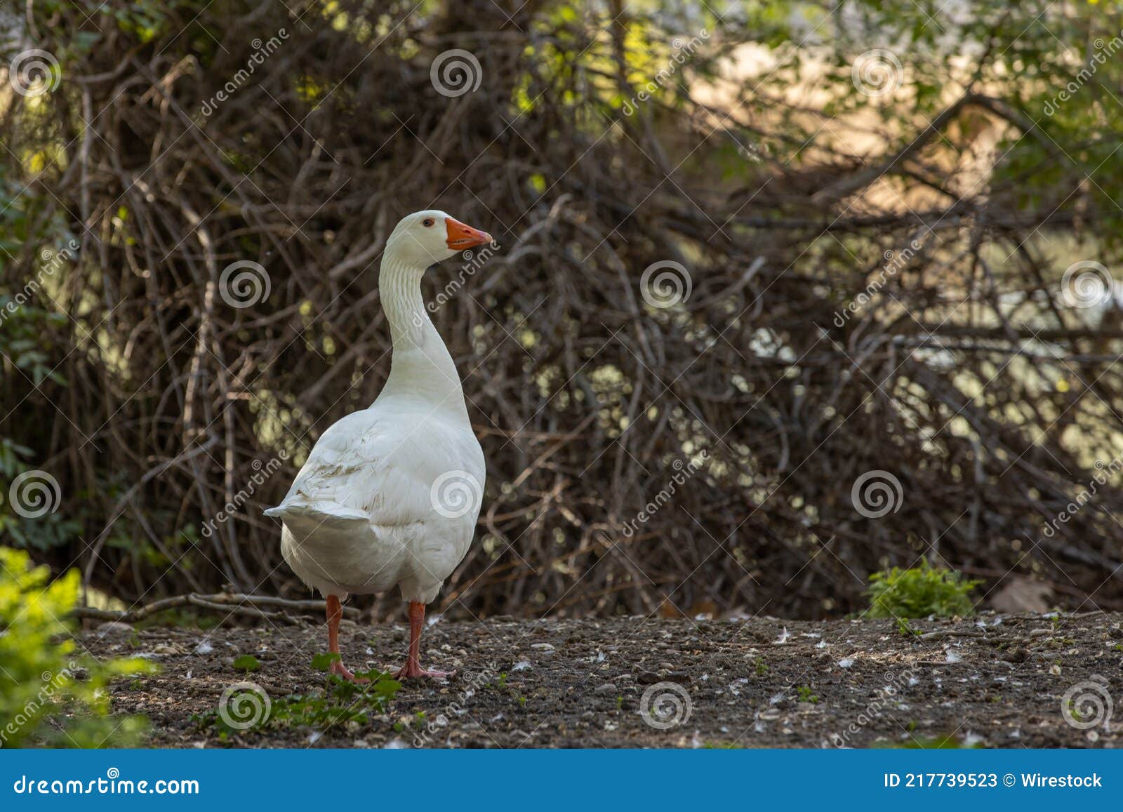 Back View of a Single White Goose Resting Outdoors Stock Image - Image ...