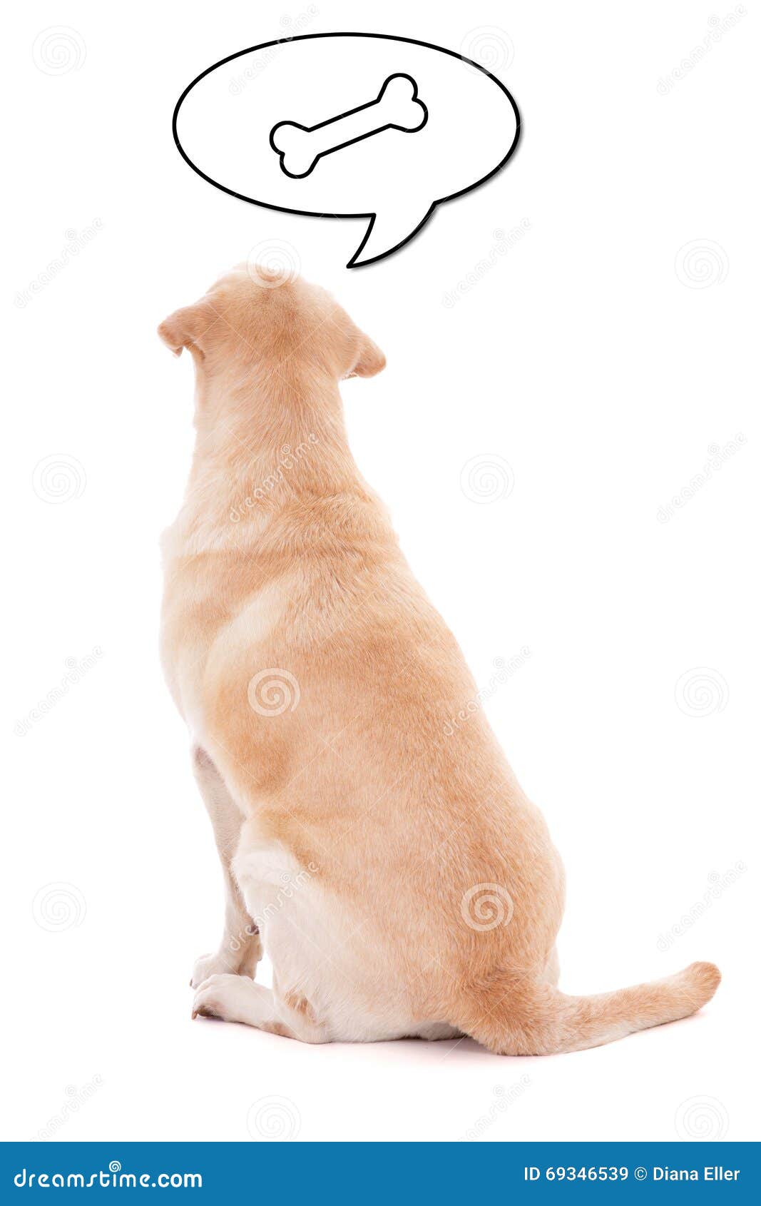 Back View of Sitting Dog Thinking about Food Isolated on White Stock ...