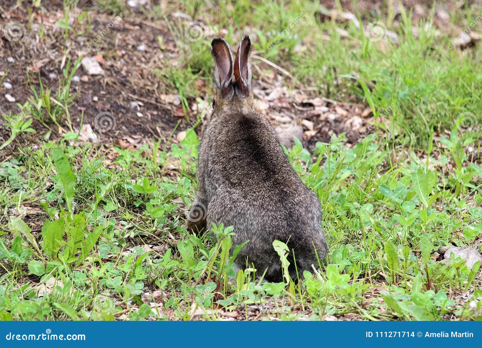 The Back View of a Snowshoe Hare in the Grass Stock Photo - Image of ...