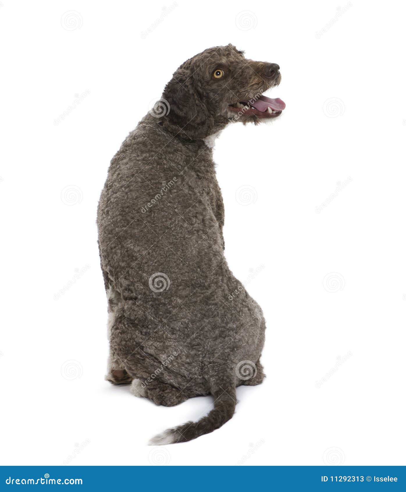 Dogs Sitting Back View