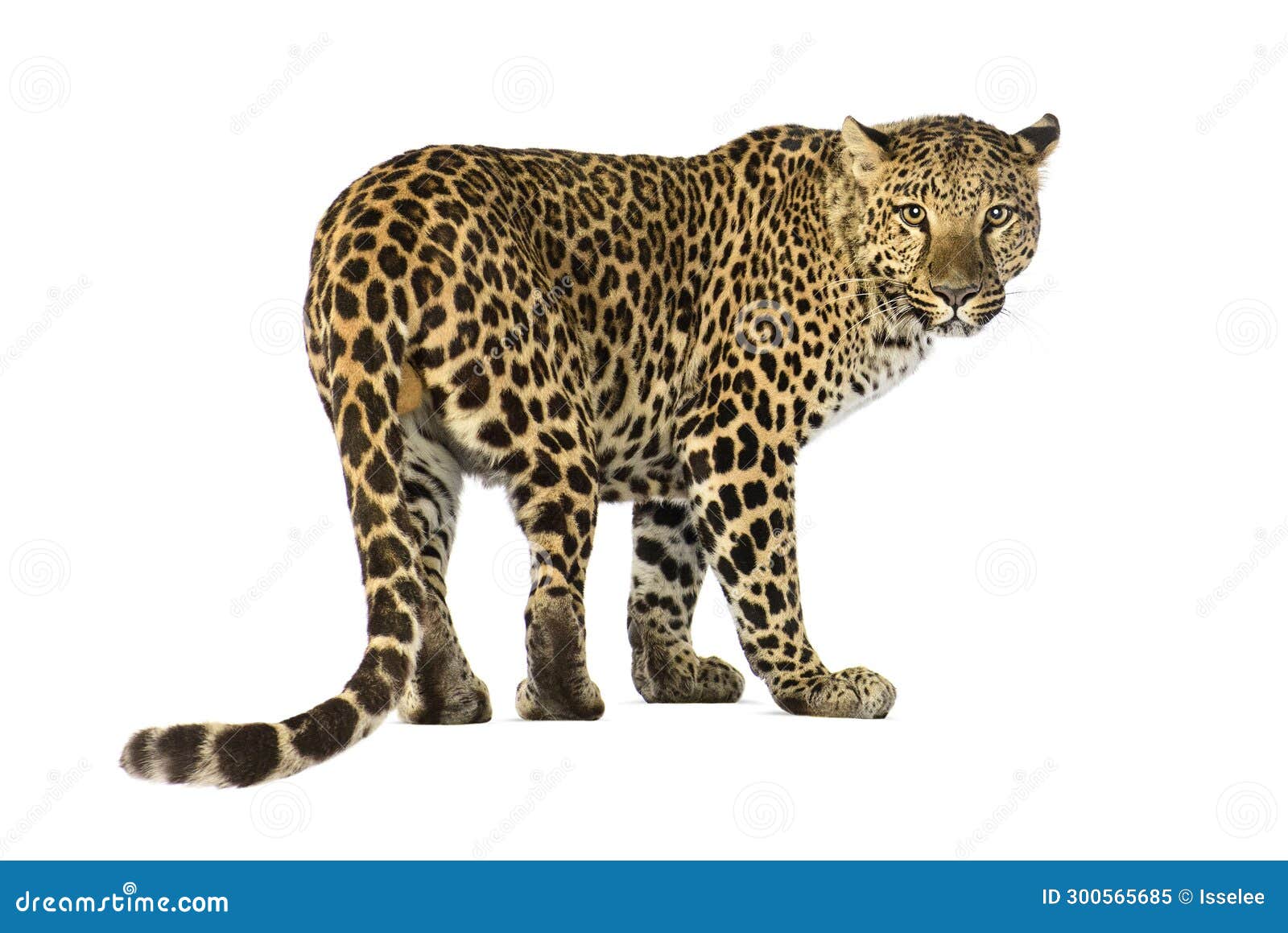 Back View of a Spotted Leopard Panthera Pardus Looking at Camera ...