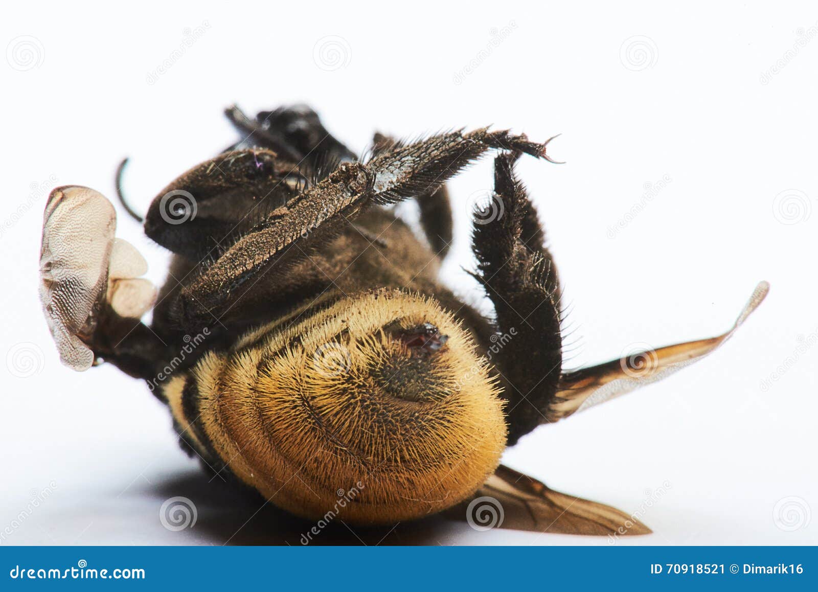 Back view sting of bee stock image. Image of closeup - 70918521