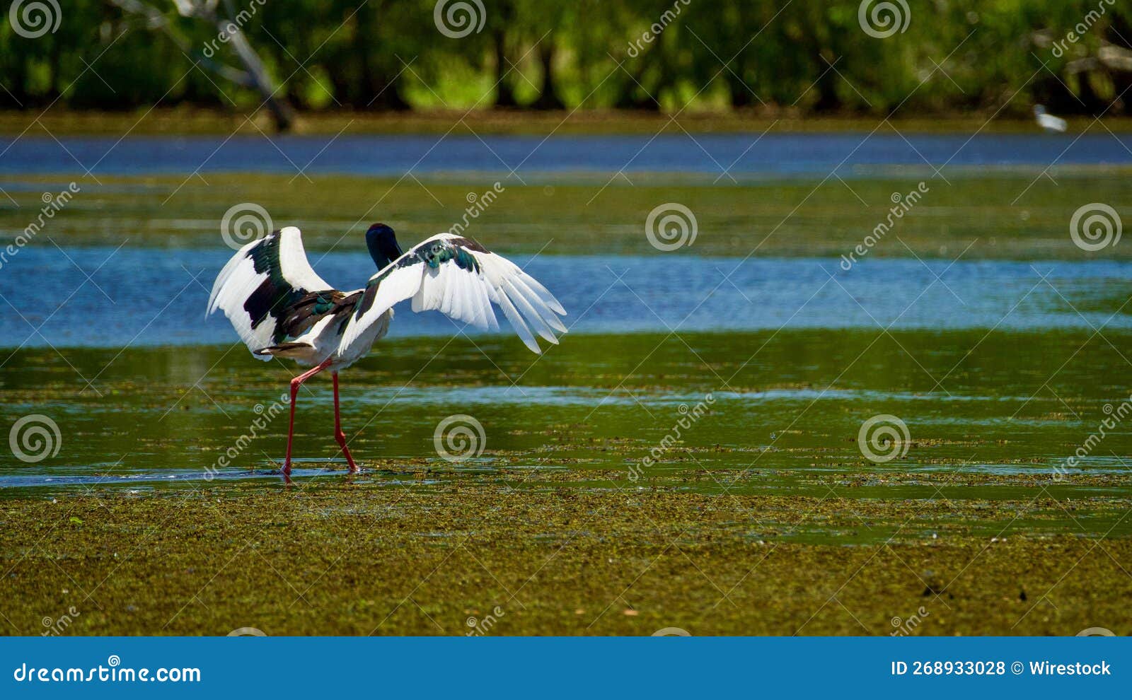 Back View of Stork in Water Stock Photo - Image of outdoor, perching ...