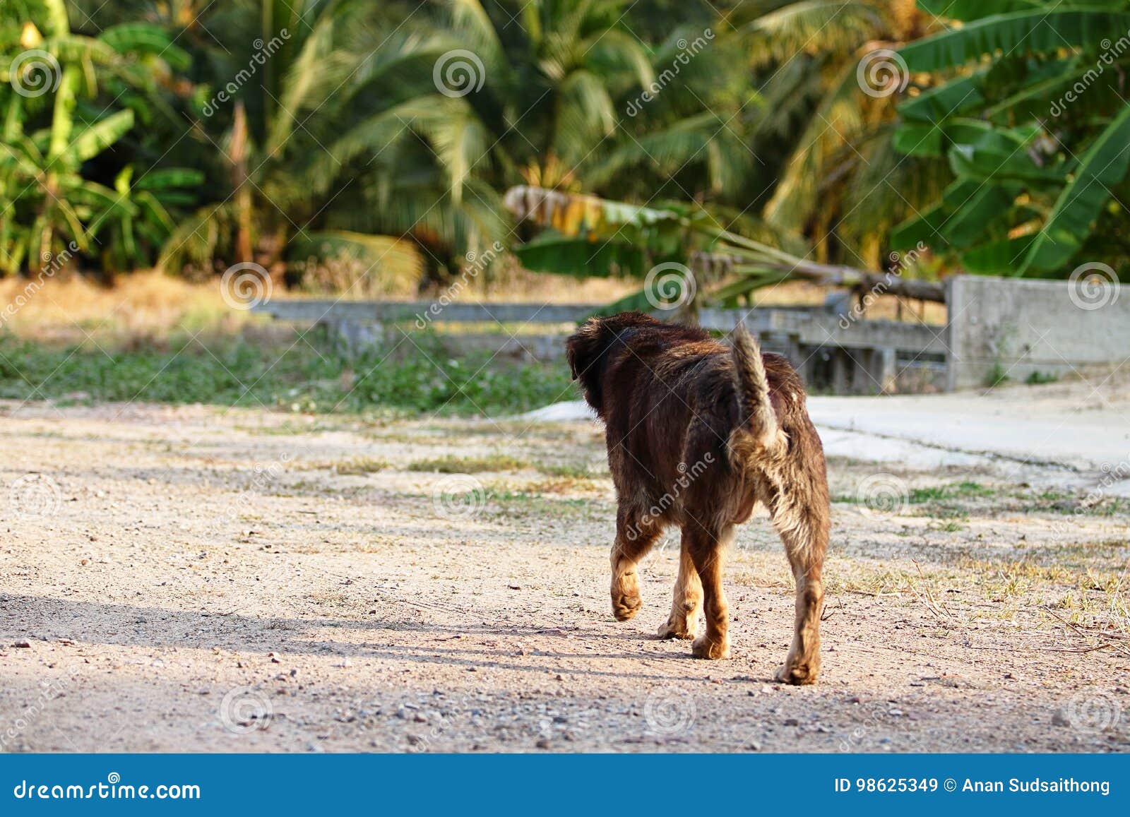 Back View of Stray Dog Walk in Outside Nature Background. Stock Image ...