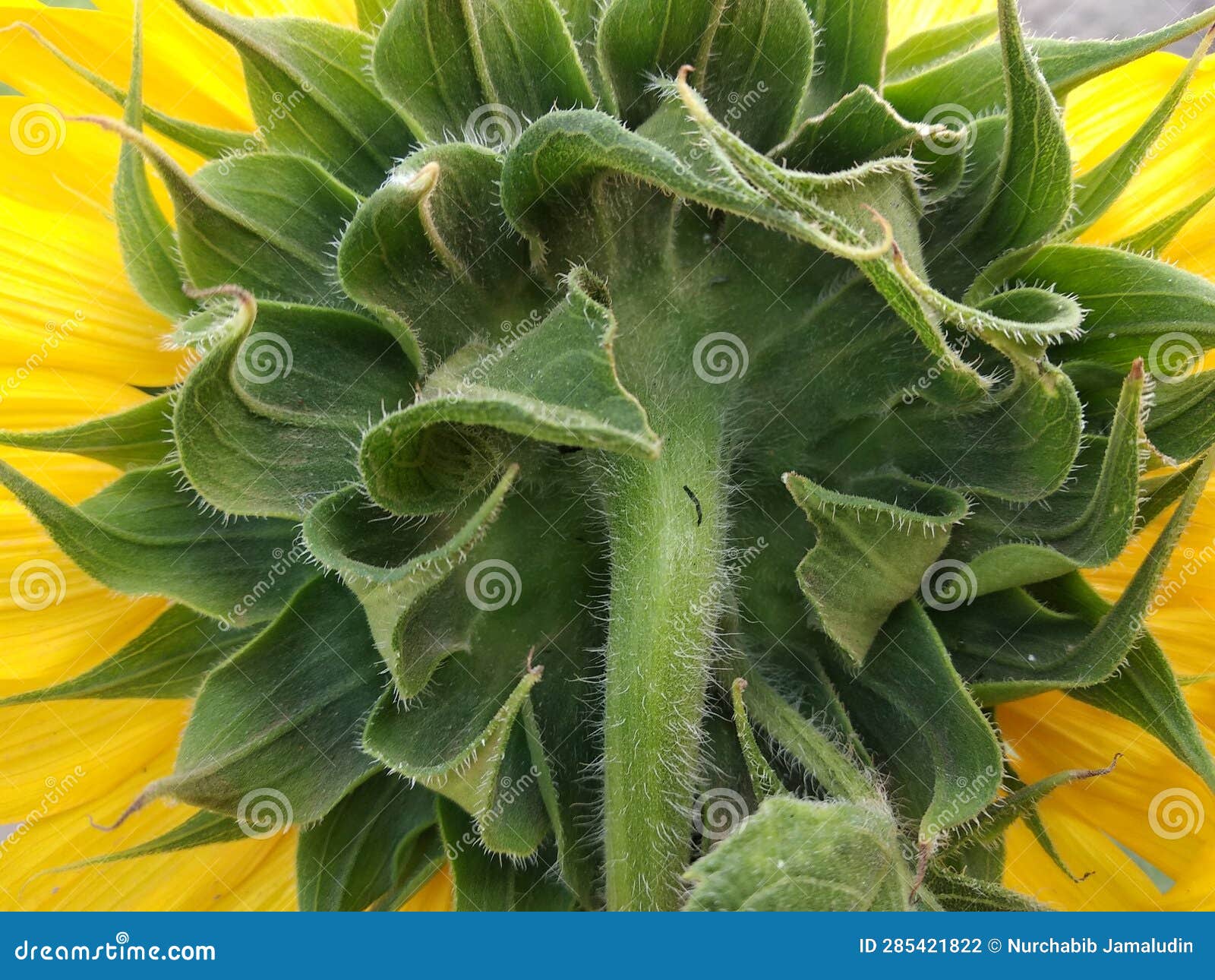 Back view of sunflower stock photo. Image of macro, isolated - 285421822