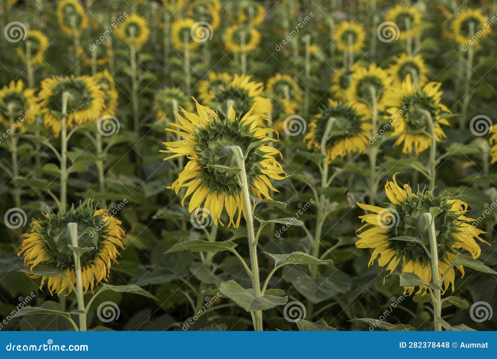 Back View of Sunflower Field Stock Photo - Image of cheerful ...