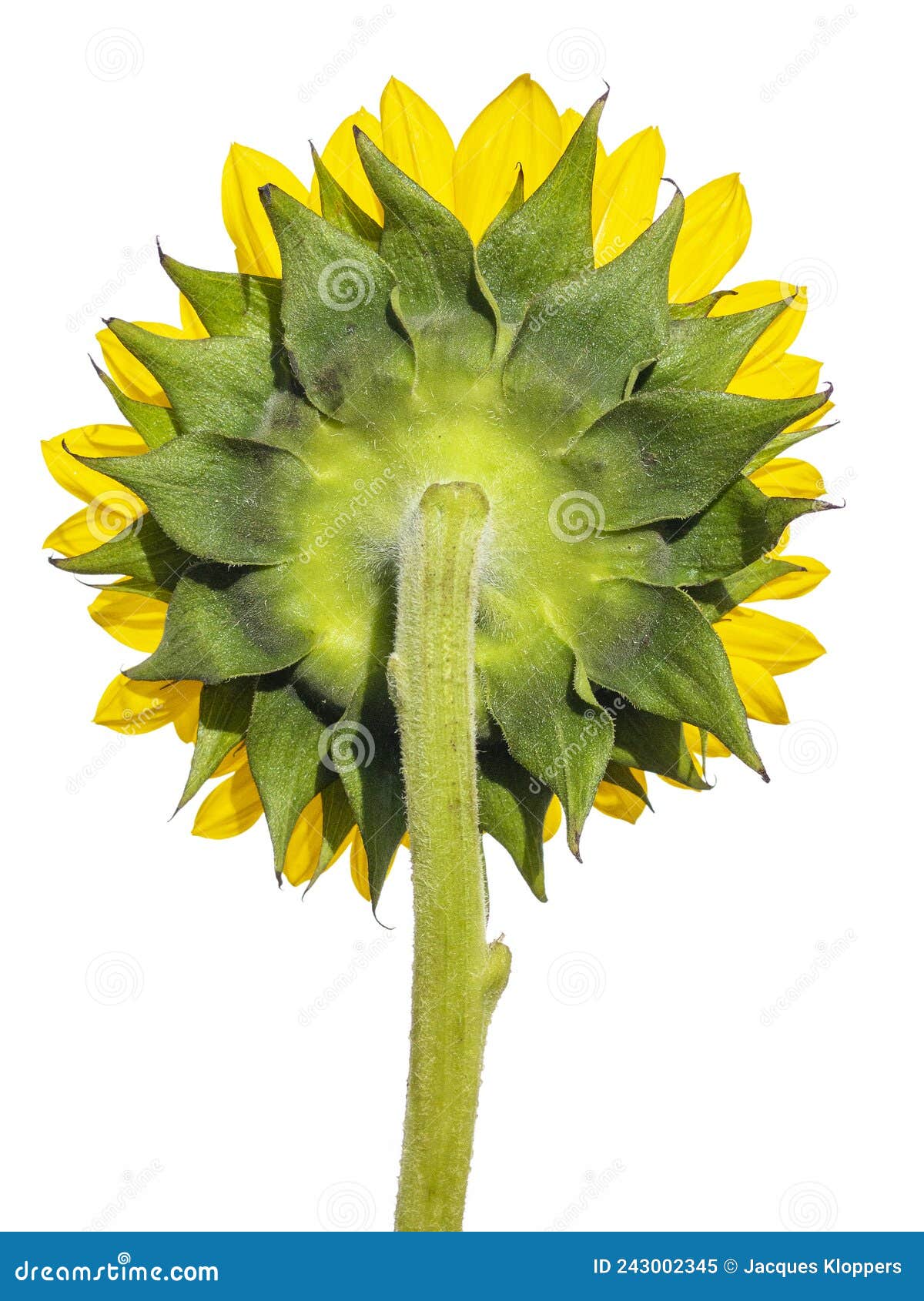Back View of a Sunflower in Full Bloom Stock Image - Image of nature ...