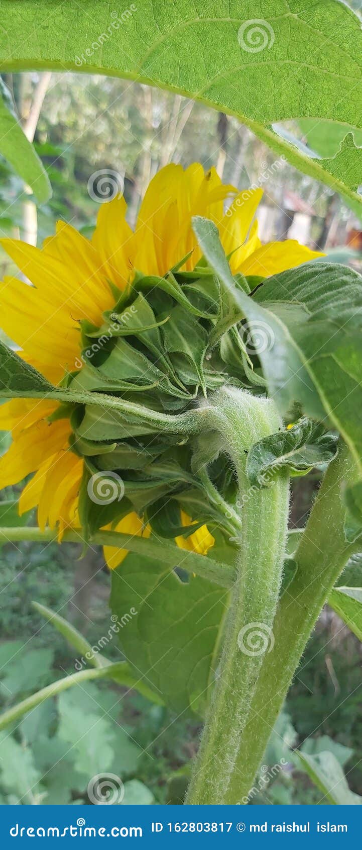 Back view sunflower. stock image. Image of back, nature - 162803817