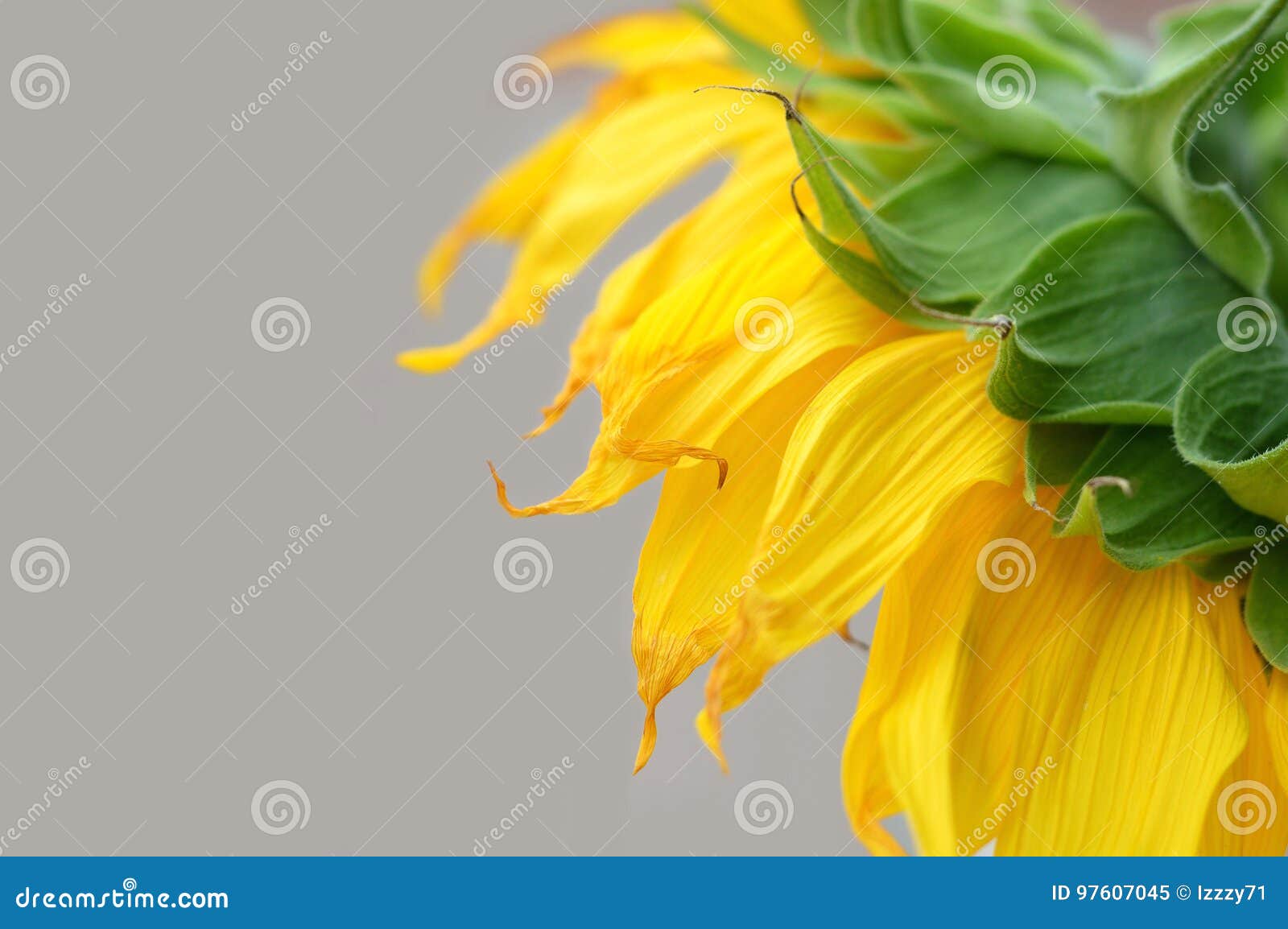 Back view of sunflower stock image. Image of copy, nature - 97607045