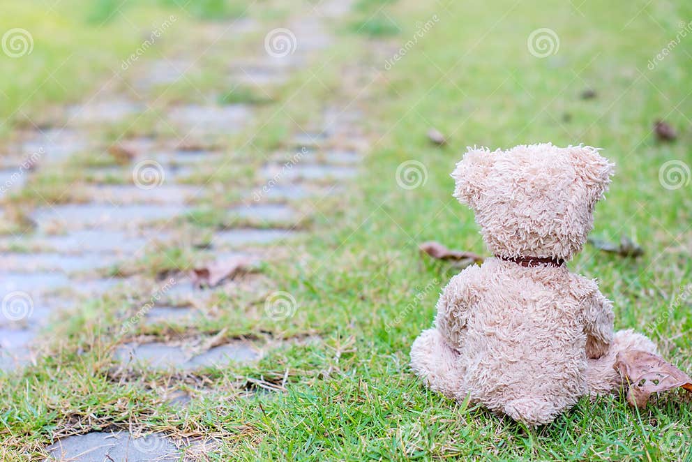 Back View of Teddy Bear Looking at the Park Stock Image - Image of ...
