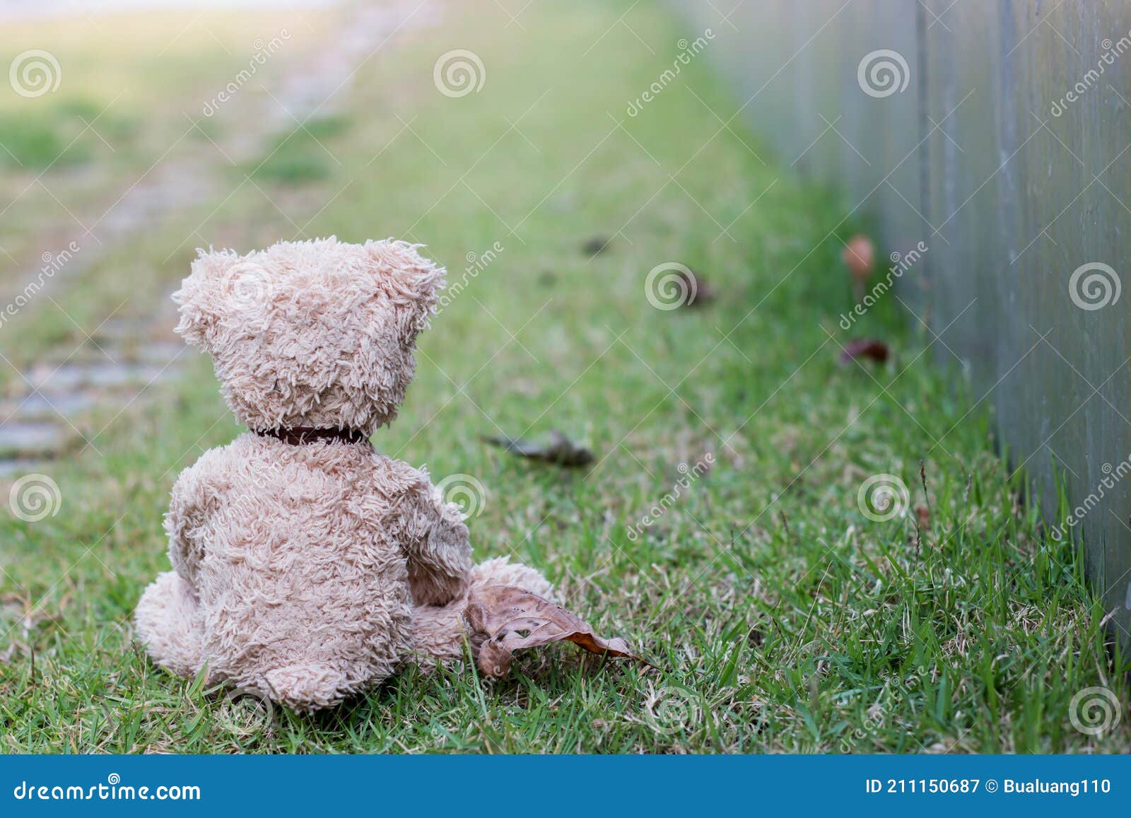 Back View of Teddy Bear Looking at the Park Stock Image - Image of ...