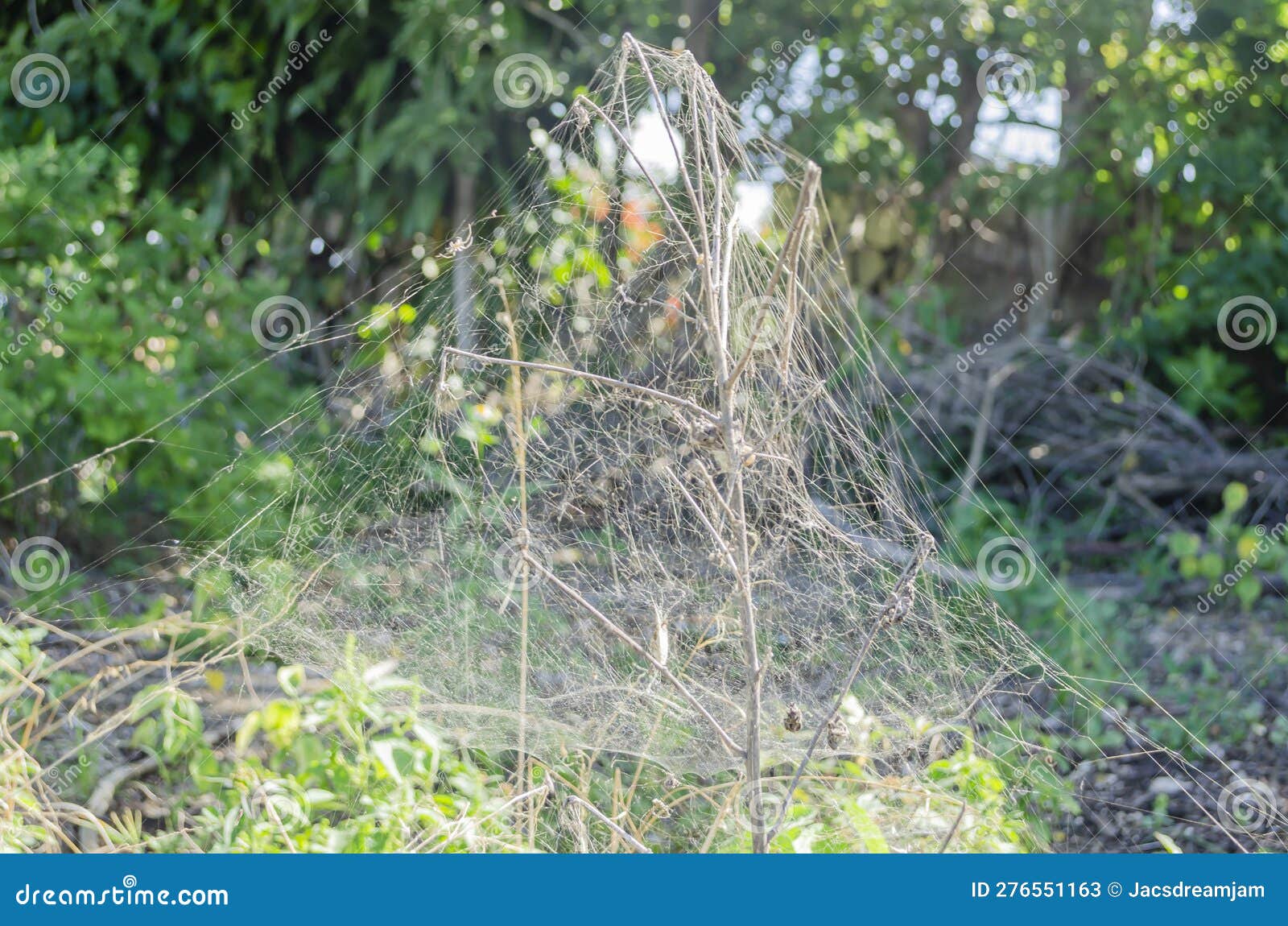 Back View of Thickly Weaved Spider Trap Stock Image - Image of ...
