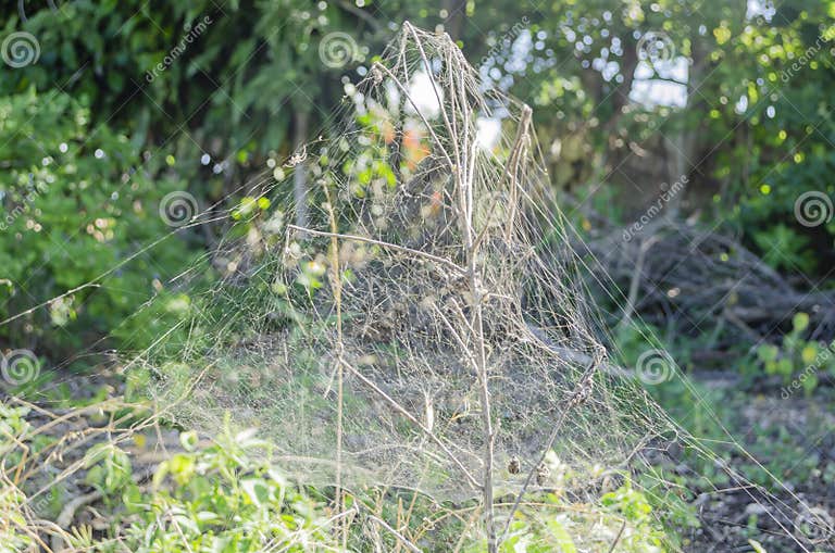 Back View of Thickly Weaved Spider Trap Stock Image - Image of ...