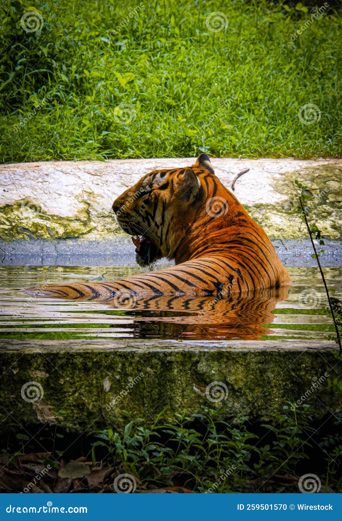 Back View of Tiger Swimming in Water Stock Photo - Image of waves ...