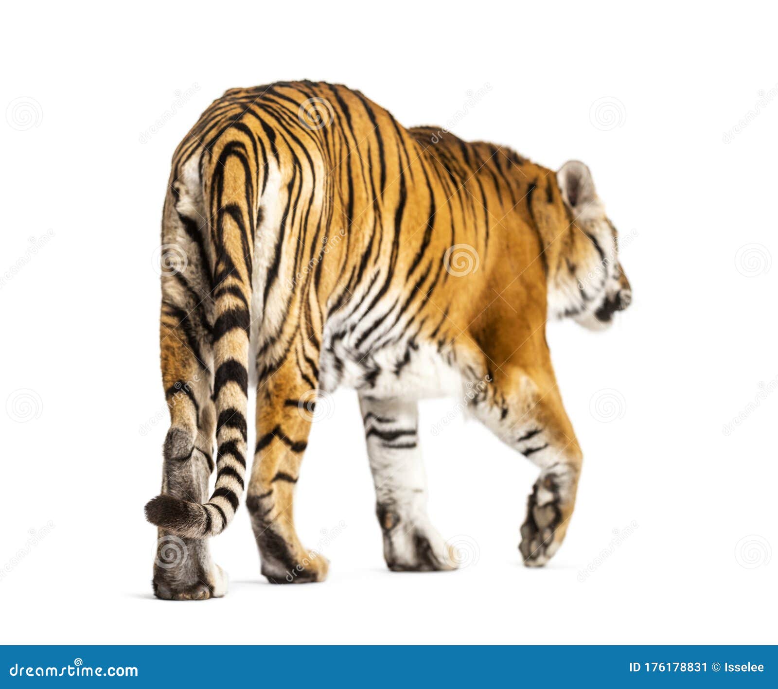 Back View of a Tiger Walking Ok Going Away, Big Cat, Isolated Stock ...