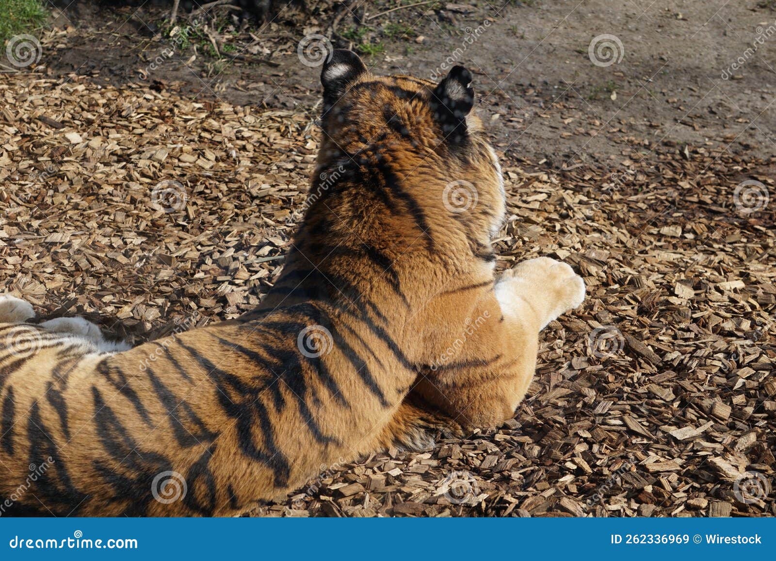 Back View of a Tiger in Th Zoo Stock Image - Image of head, wildlife ...