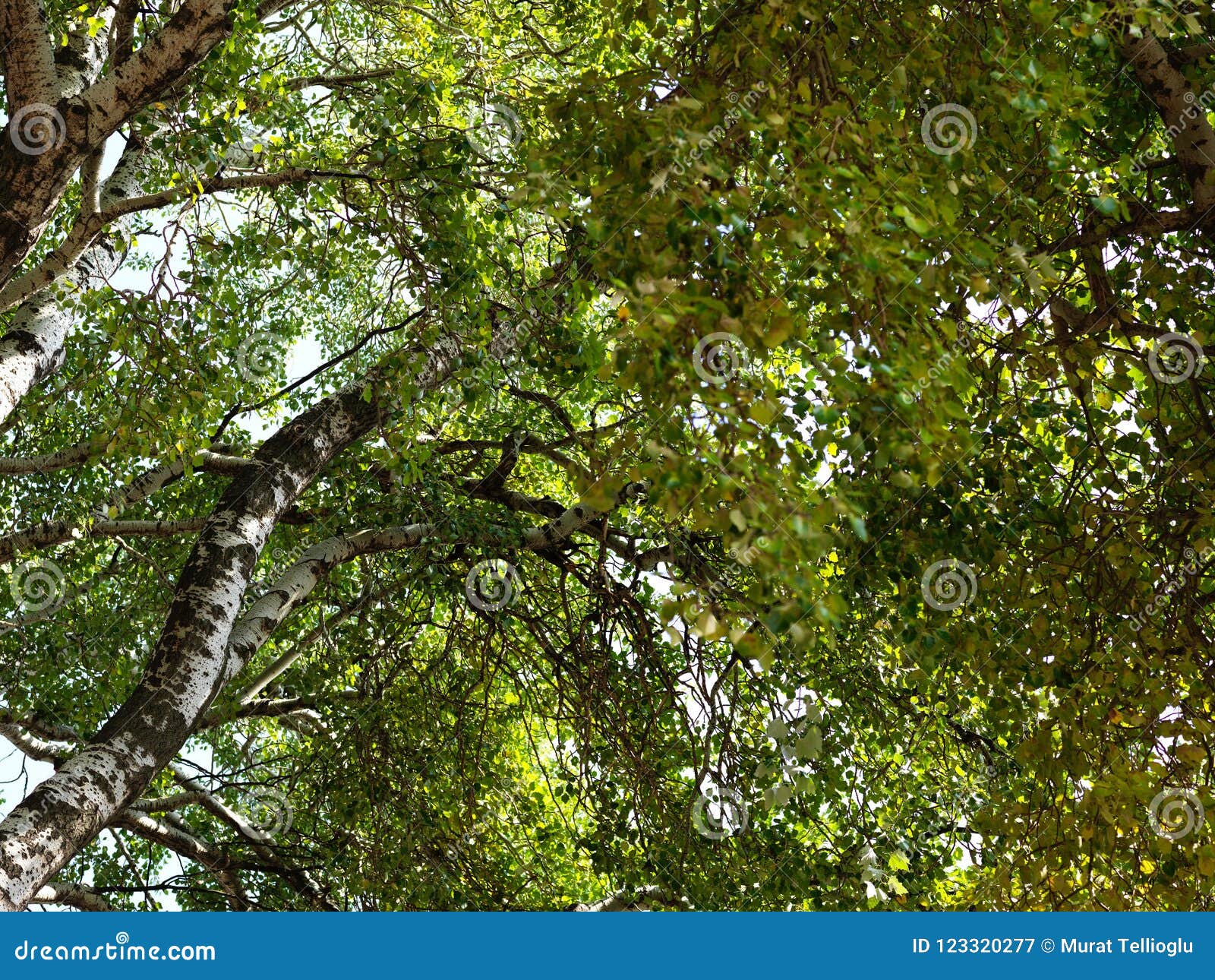 Back view of tree stock image. Image of bunch, garden - 123320277