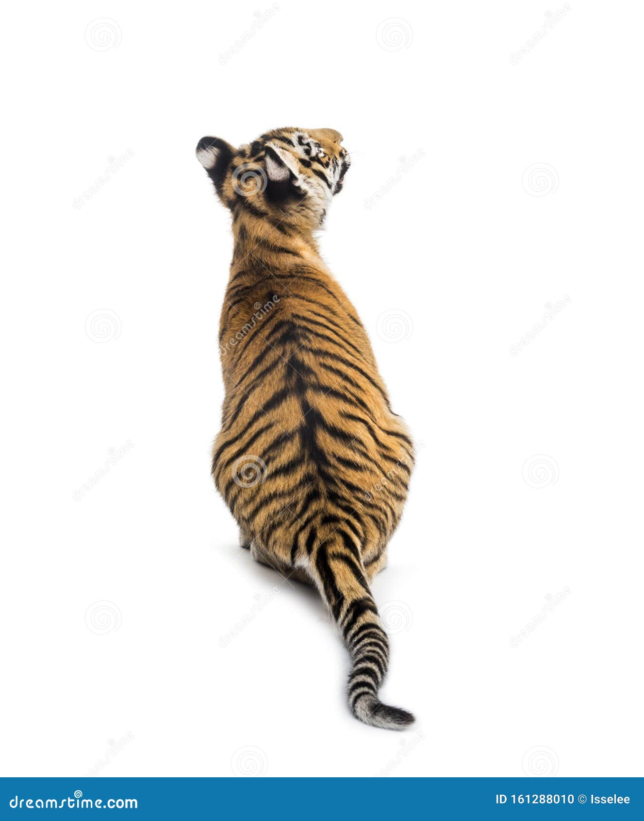 Back View on a Two Months Old Tiger Cub Sitting Against White Ba Stock ...