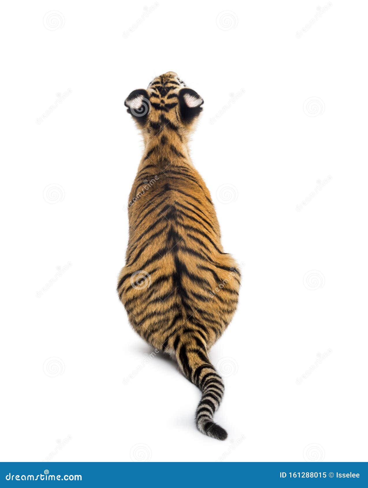 Back View on a Two Months Old Tiger Cub Sitting Stock Image - Image of ...