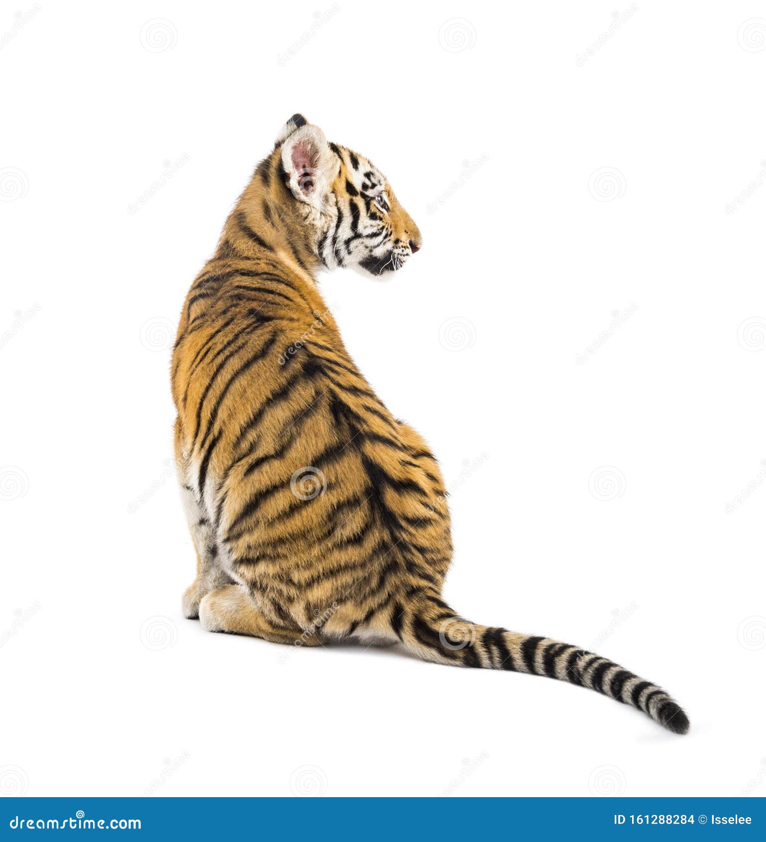 Back View on a Two Months Old Tiger Cub Sitting Stock Photo - Image of ...