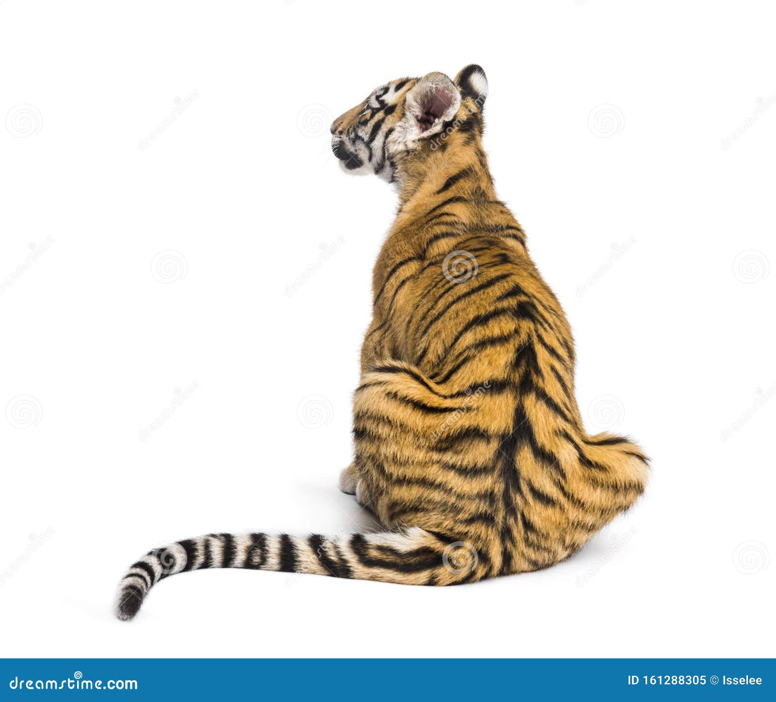 Back View on a Two Months Old Tiger Cub Sitting Stock Image - Image of ...