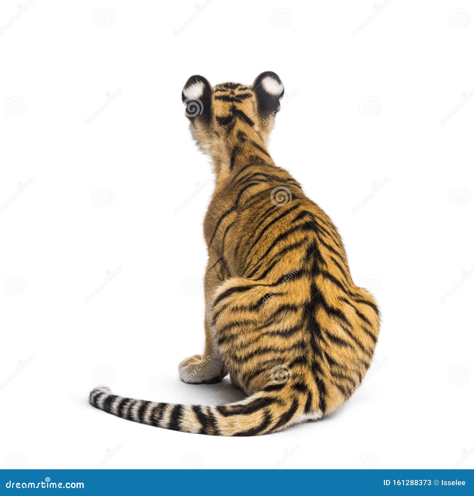 Back View on a Two Months Old Tiger Cub Sitting Stock Image - Image of ...