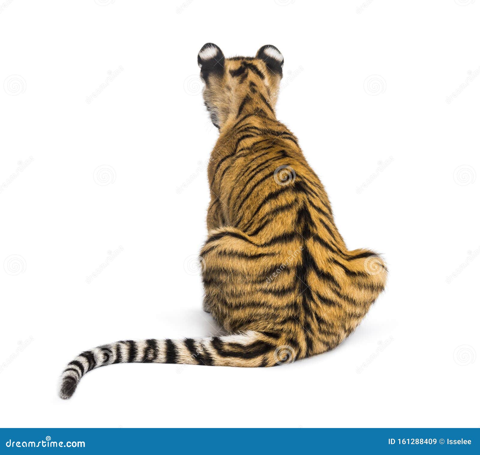 Back View on a Two Months Old Tiger Cub Sitting Stock Image - Image of ...