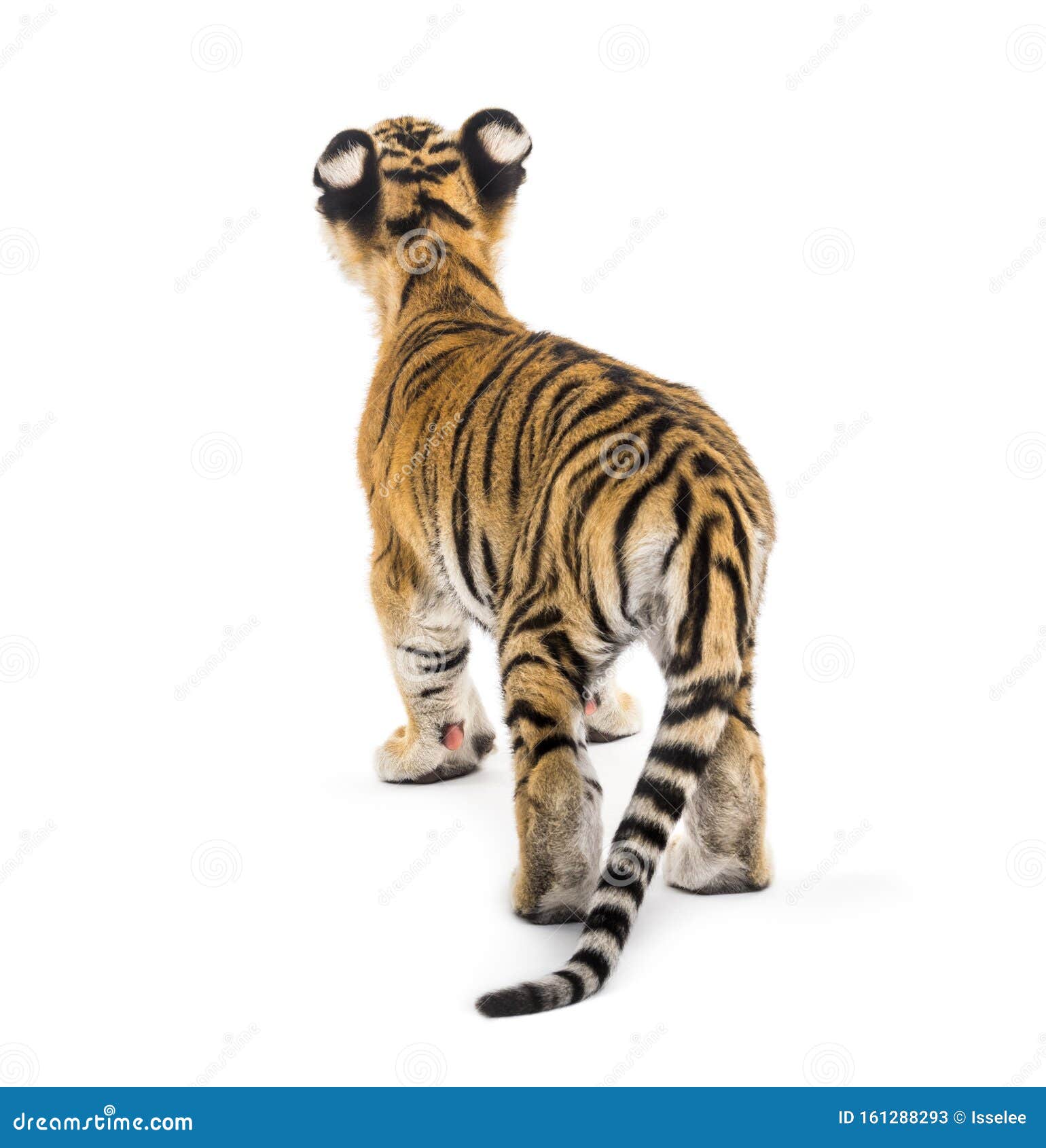 Back View of a Two Months Old Tiger Cub Standing Stock Image - Image of ...