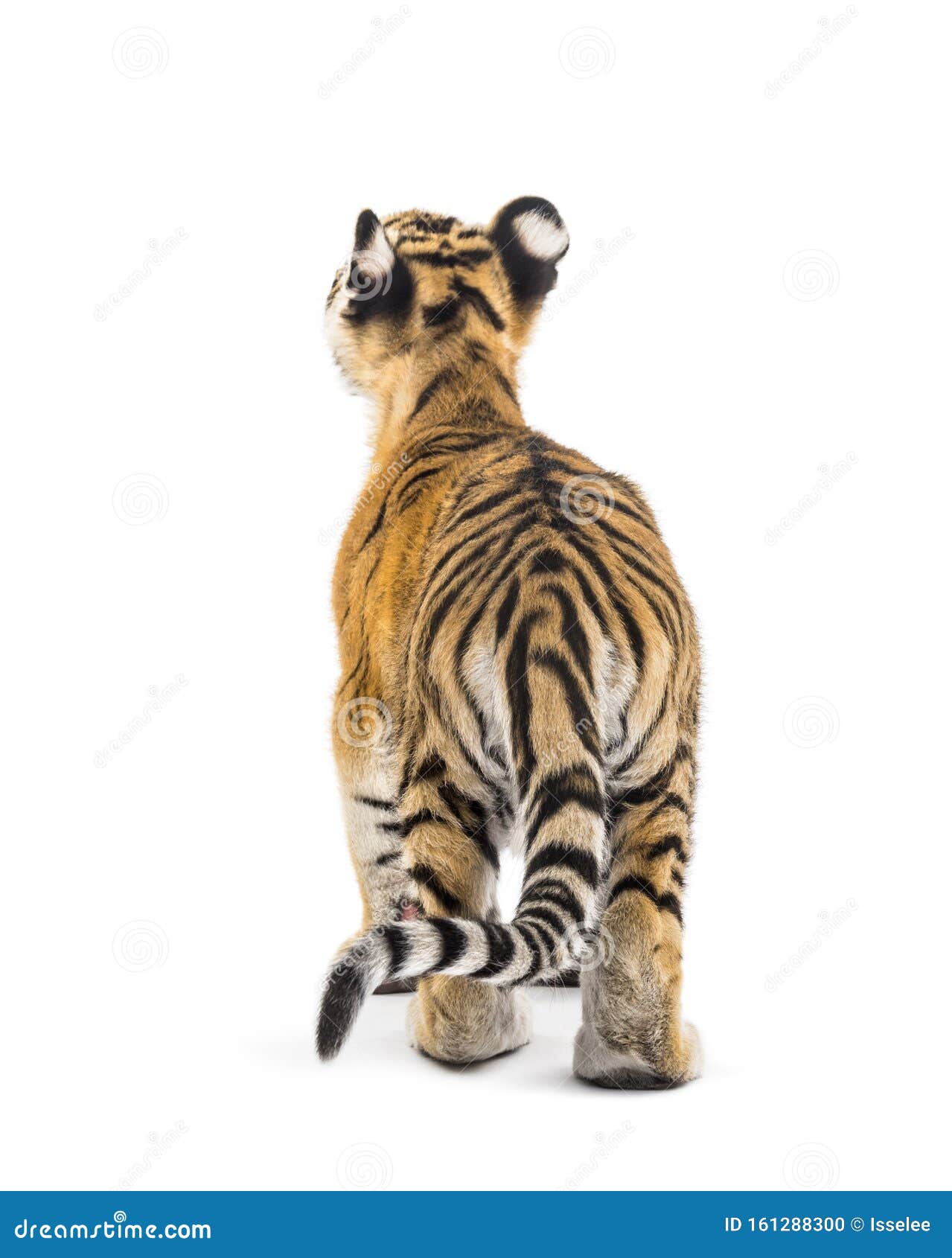 Back View of a Two Months Old Tiger Cub Standing Stock Photo - Image of ...