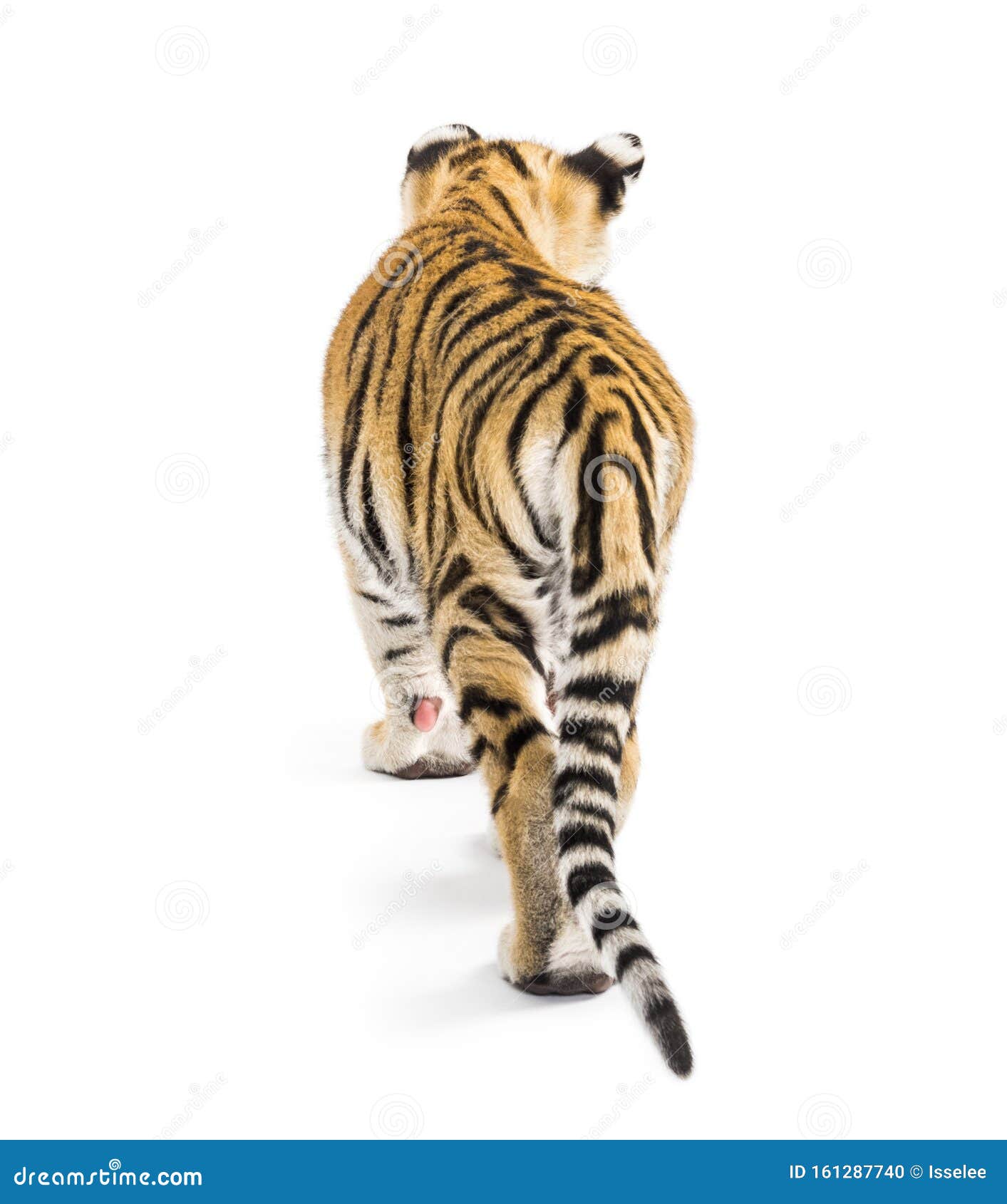 Back View of a Two Months Old Tiger Cub Walking Stock Photo - Image of ...